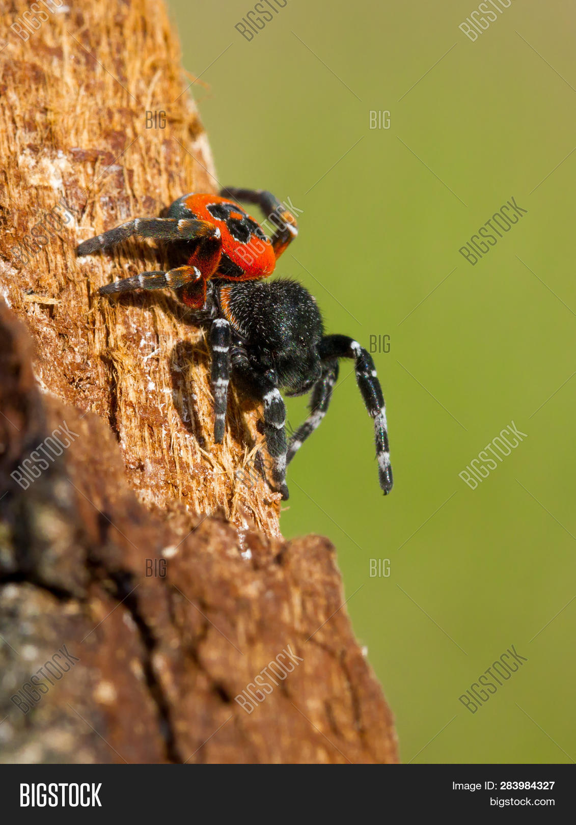 Ladybird Spider Eresus Image & Photo (Free Trial) | Bigstock