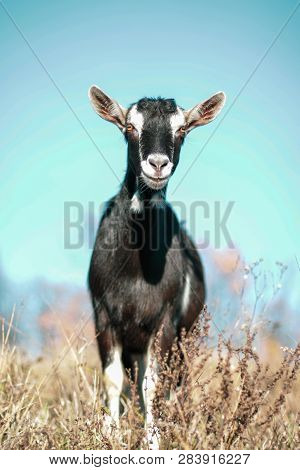 Goats Eating Grass. Image & Photo (Free Trial) | Bigstock