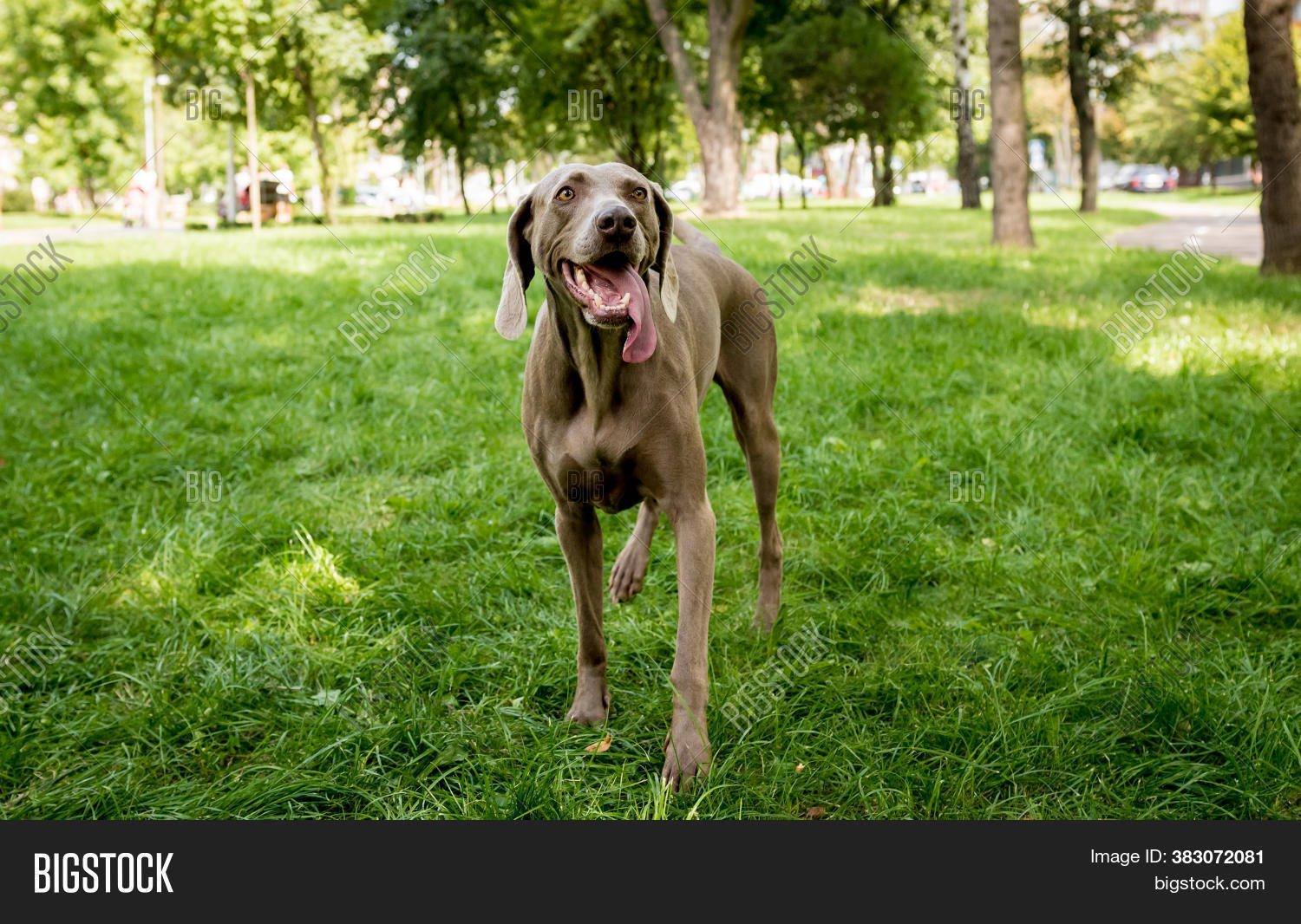 Portrait Cute Image & Photo (Free Trial) | Bigstock