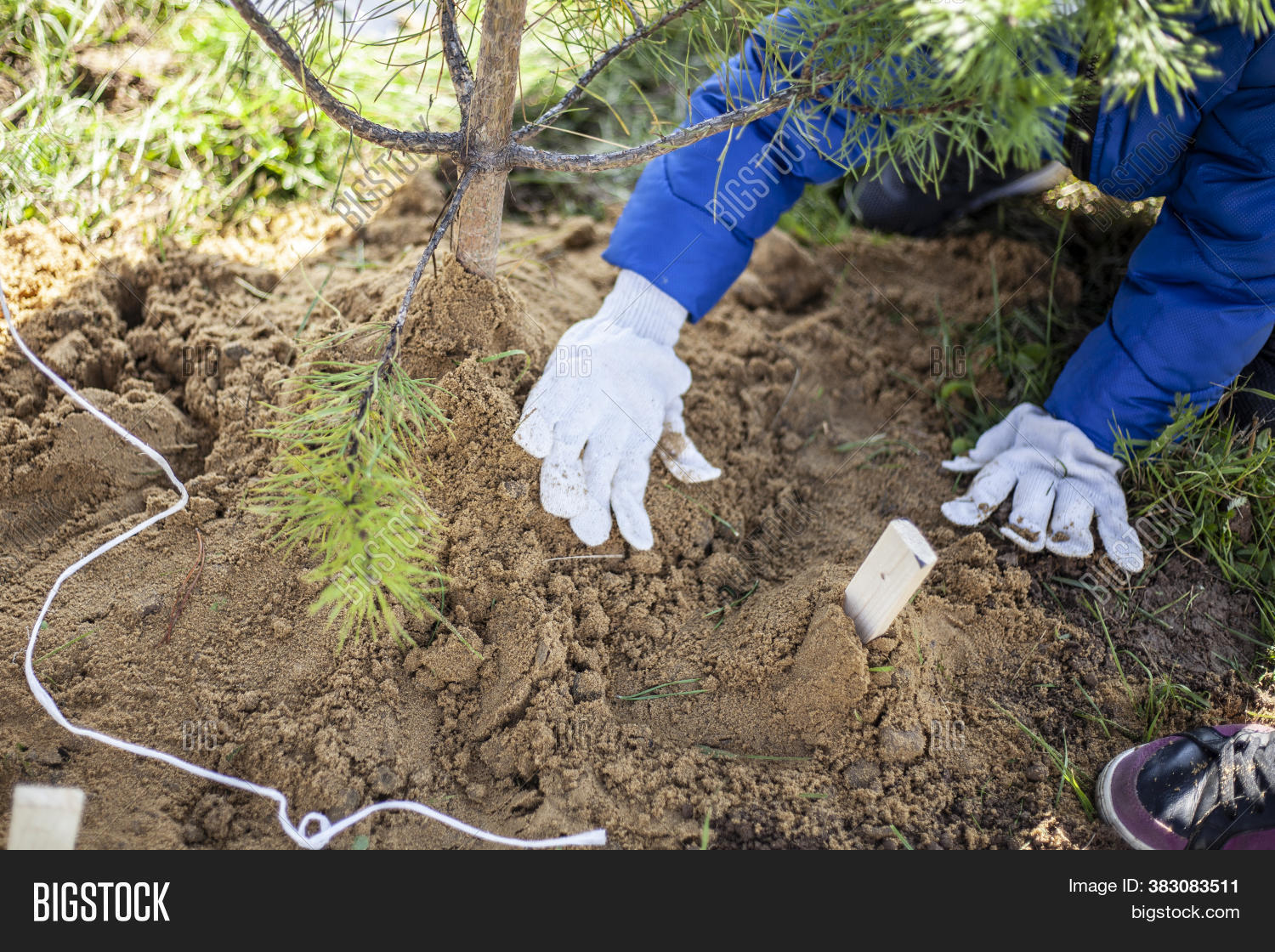 Tree Planted Ground. Image & Photo (Free Trial) | Bigstock