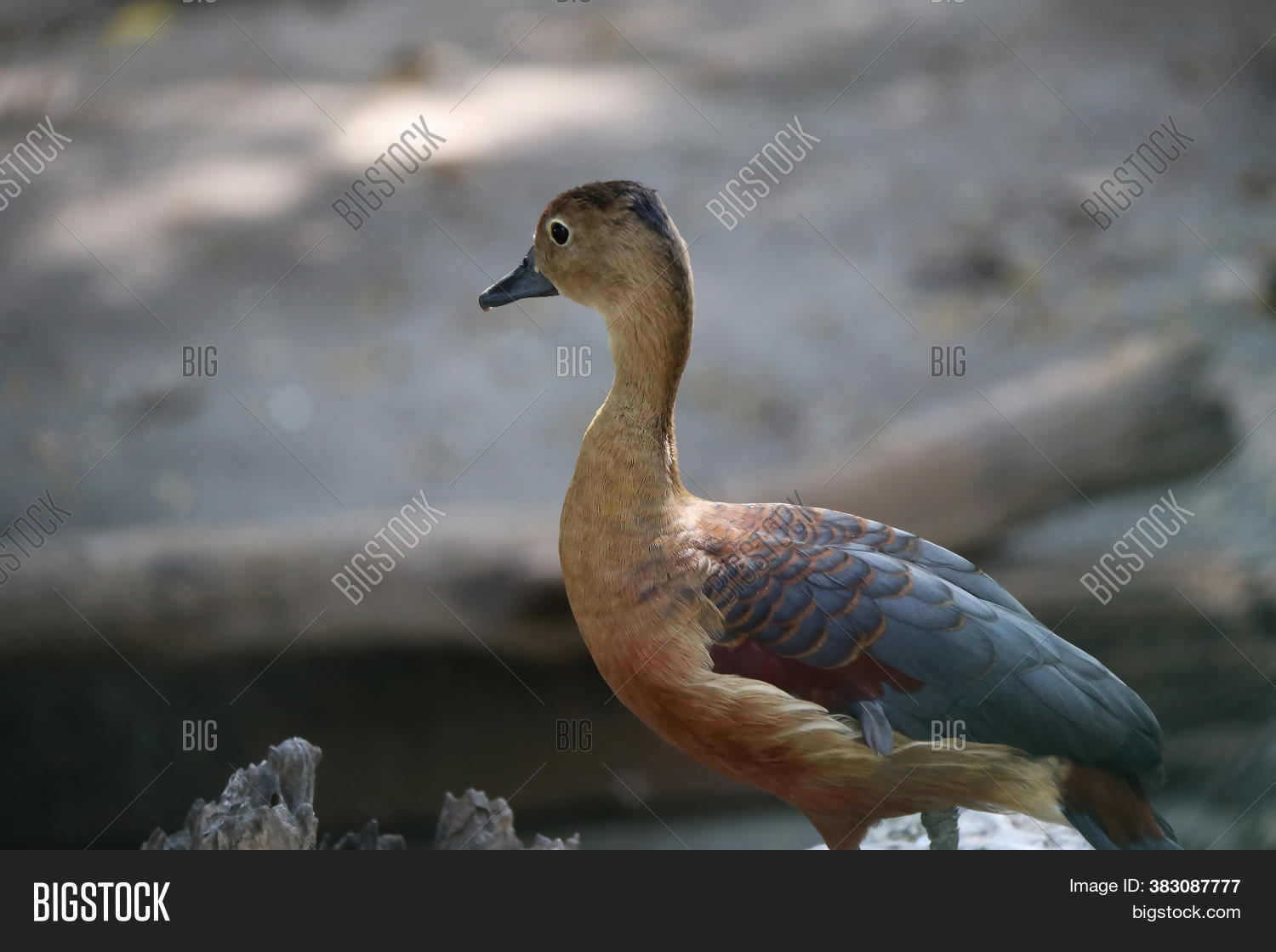 Brown Color Duck Image & Photo (Free Trial) | Bigstock