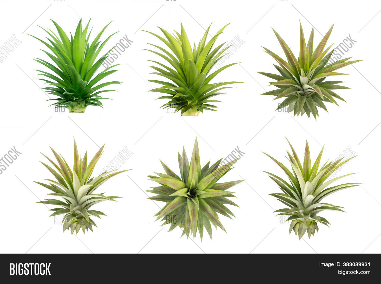 Pineapple Tree Image & Photo (Free Trial) | Bigstock