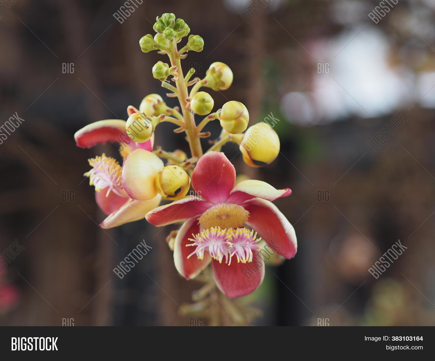 Shorea Robusta, Image & Photo (Free Trial) | Bigstock