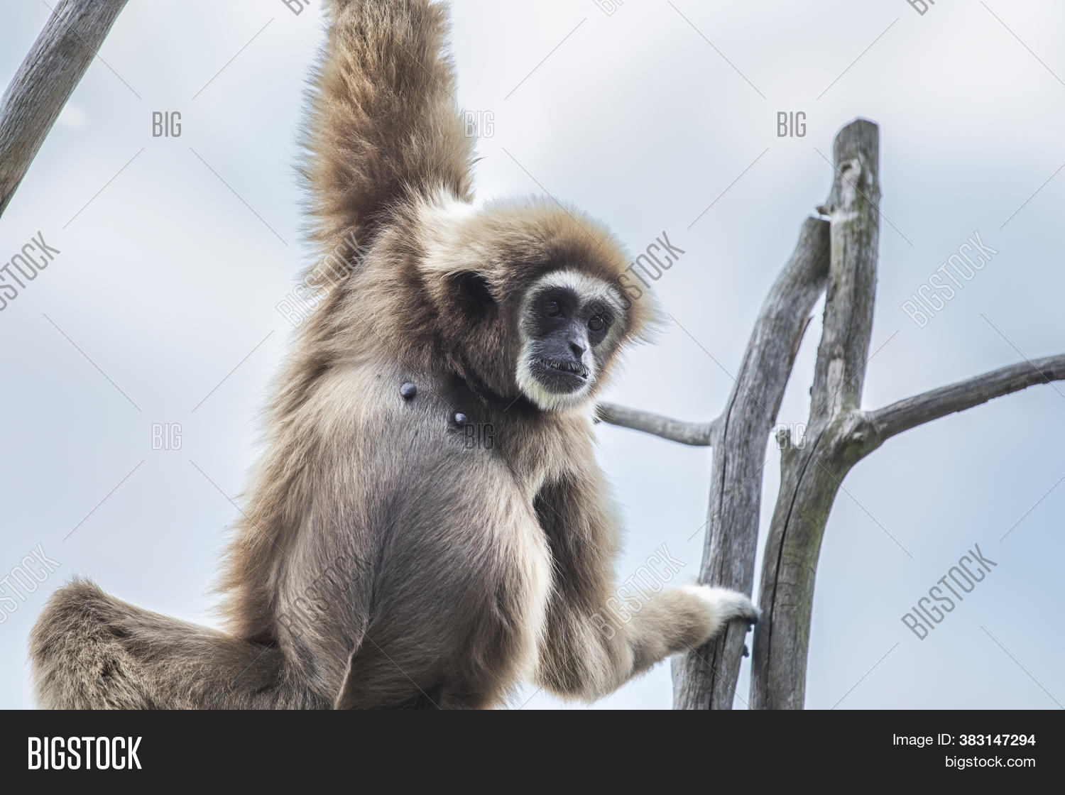 Gibbon Monkey Belong Image & Photo (Free Trial) | Bigstock