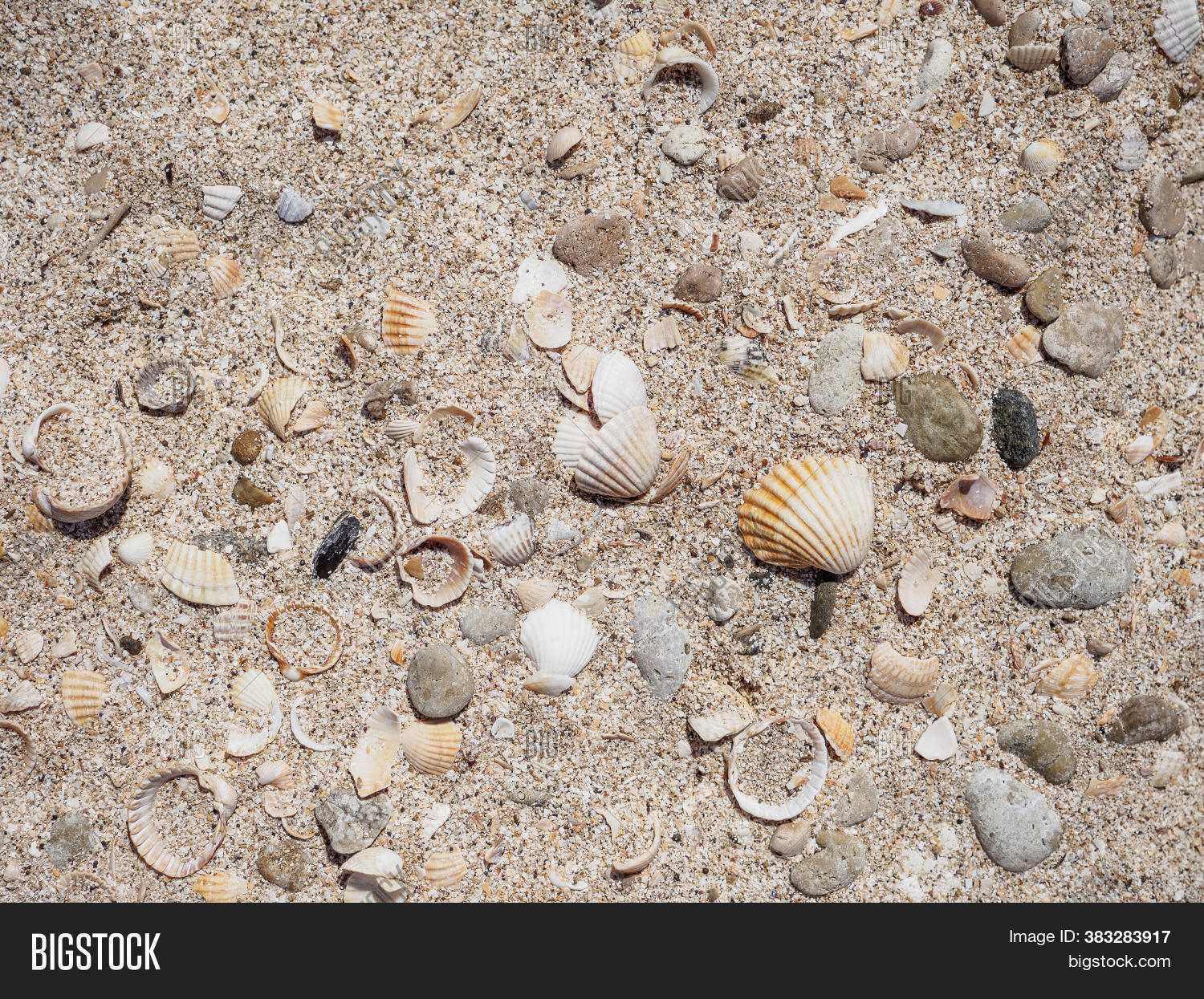 Top View Seashells On Image & Photo (Free Trial) | Bigstock