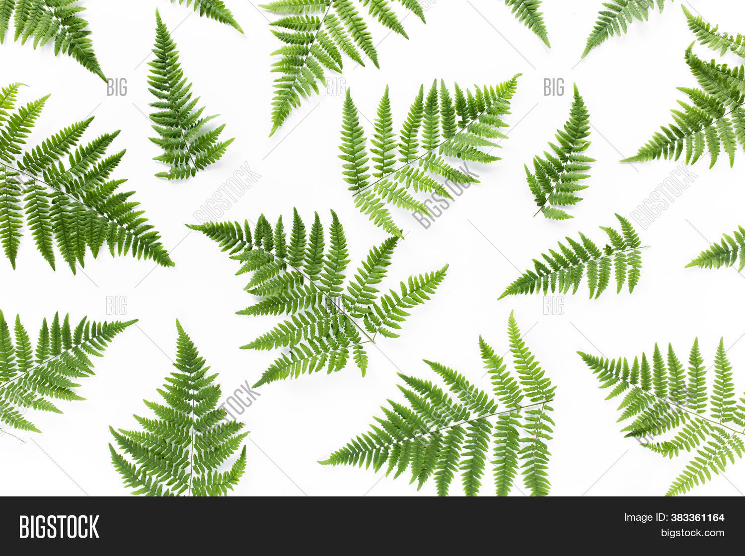 Texture Fern Branches Image & Photo (Free Trial) | Bigstock