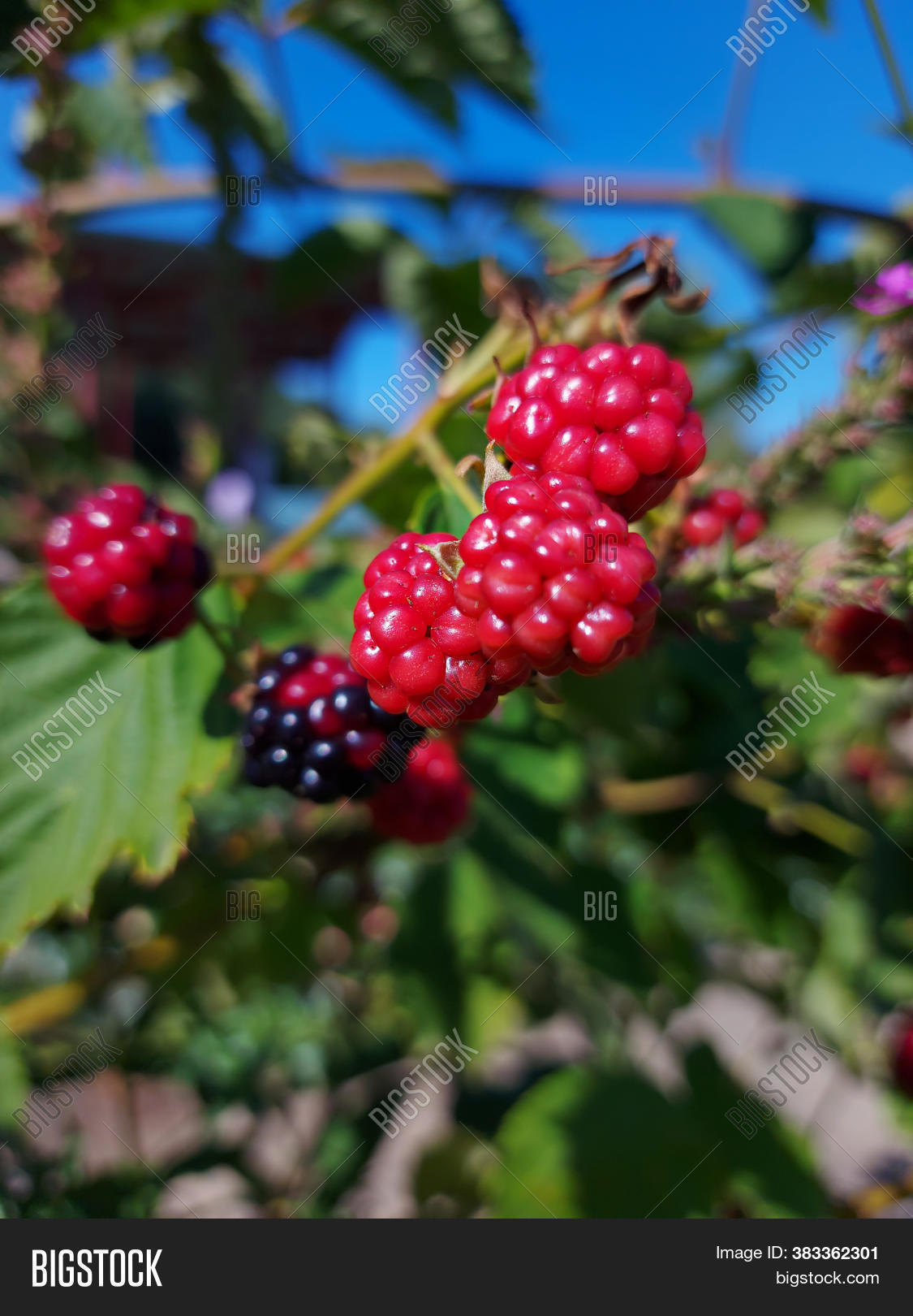 European Blackberry Image & Photo (Free Trial) | Bigstock