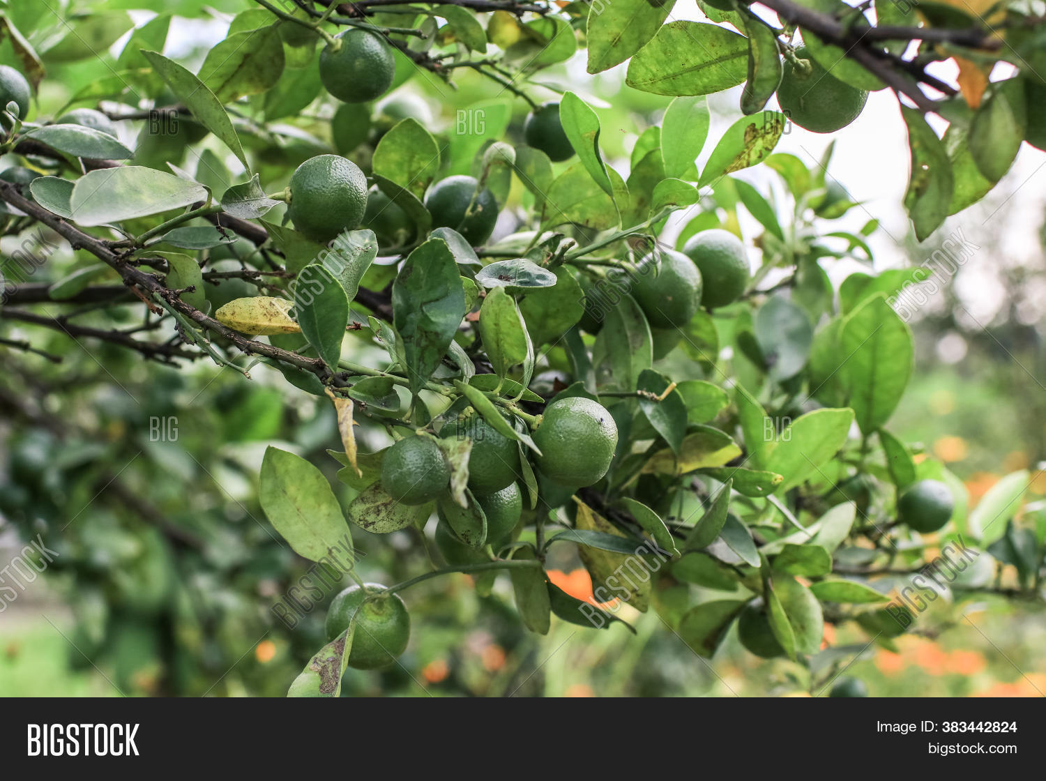 Green Mandarin Orange Image & Photo (Free Trial) | Bigstock
