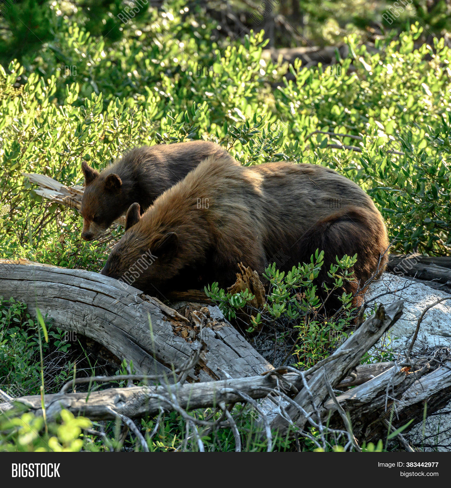 Adult Bear Cub Dig Image & Photo (Free Trial) | Bigstock