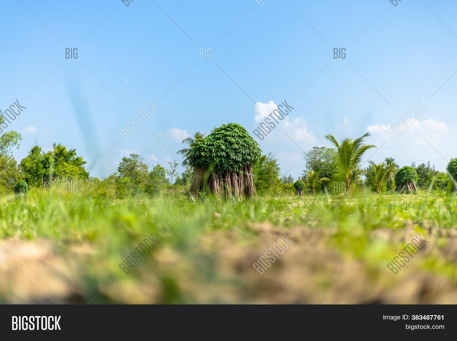 Tapioca Fields. Grow Image & Photo (Free Trial) | Bigstock
