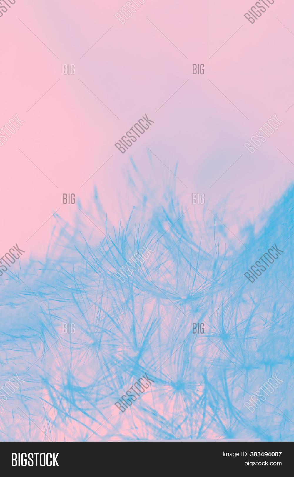 Light Blue Fluffy Image & Photo (Free Trial) | Bigstock