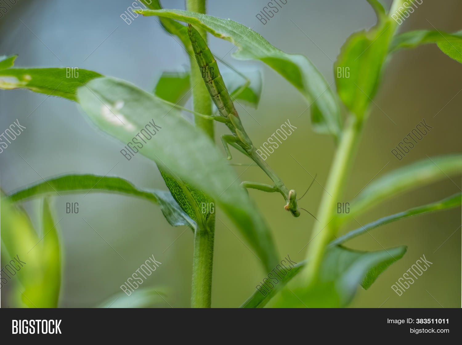 Carolina Mantis Poses Image & Photo (Free Trial) | Bigstock