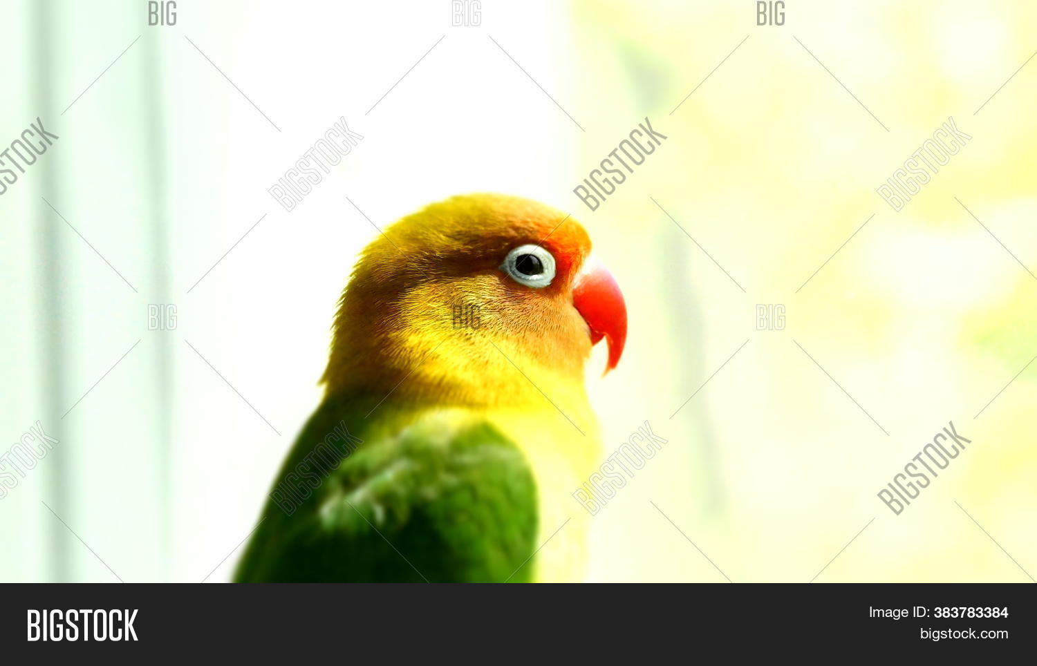 Beautiful Lovebird Red Image & Photo (Free Trial) | Bigstock