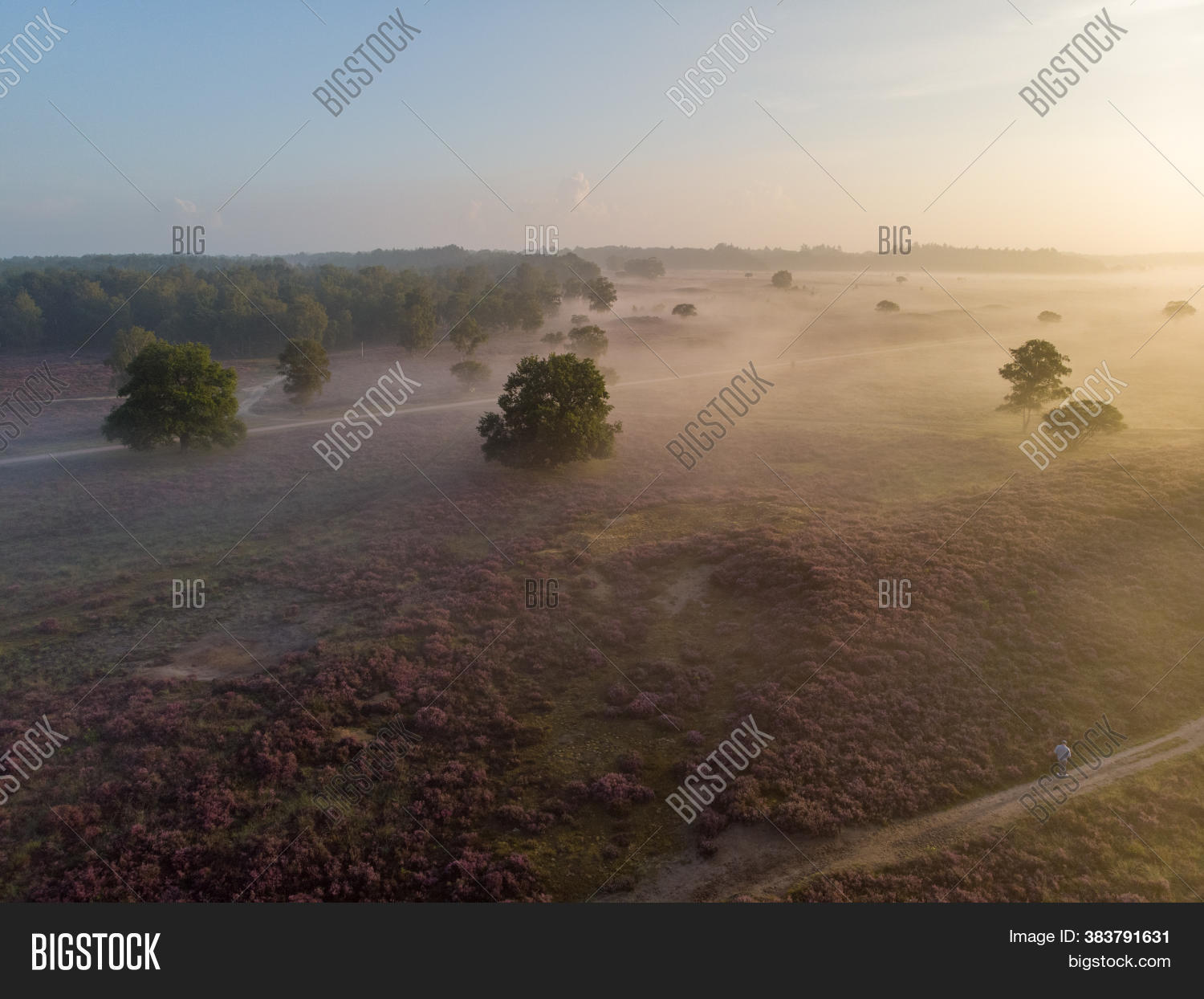 Blooming Heather Field Image & Photo (Free Trial) | Bigstock