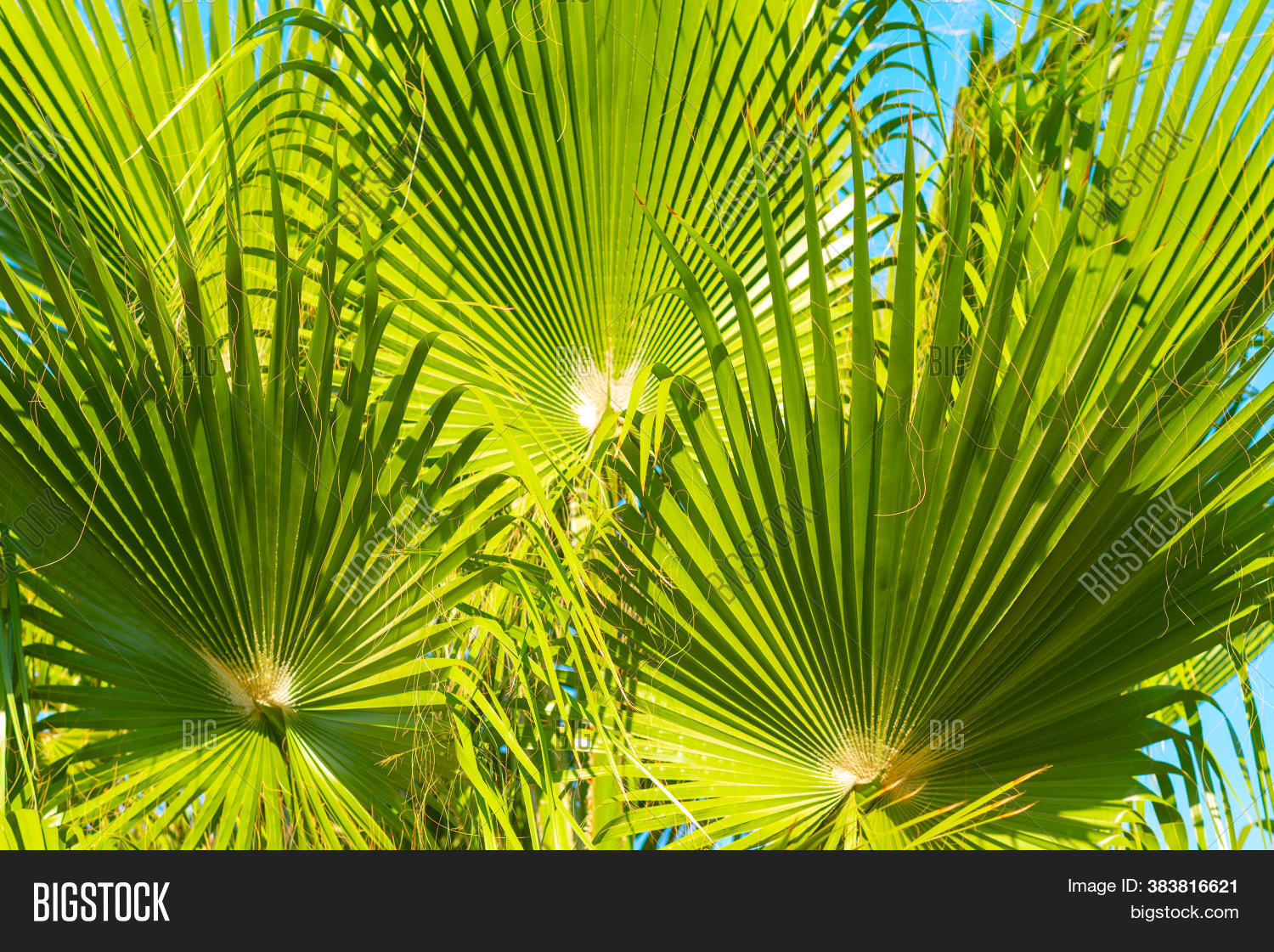 Palm Tree Leaves, Image & Photo (Free Trial) | Bigstock