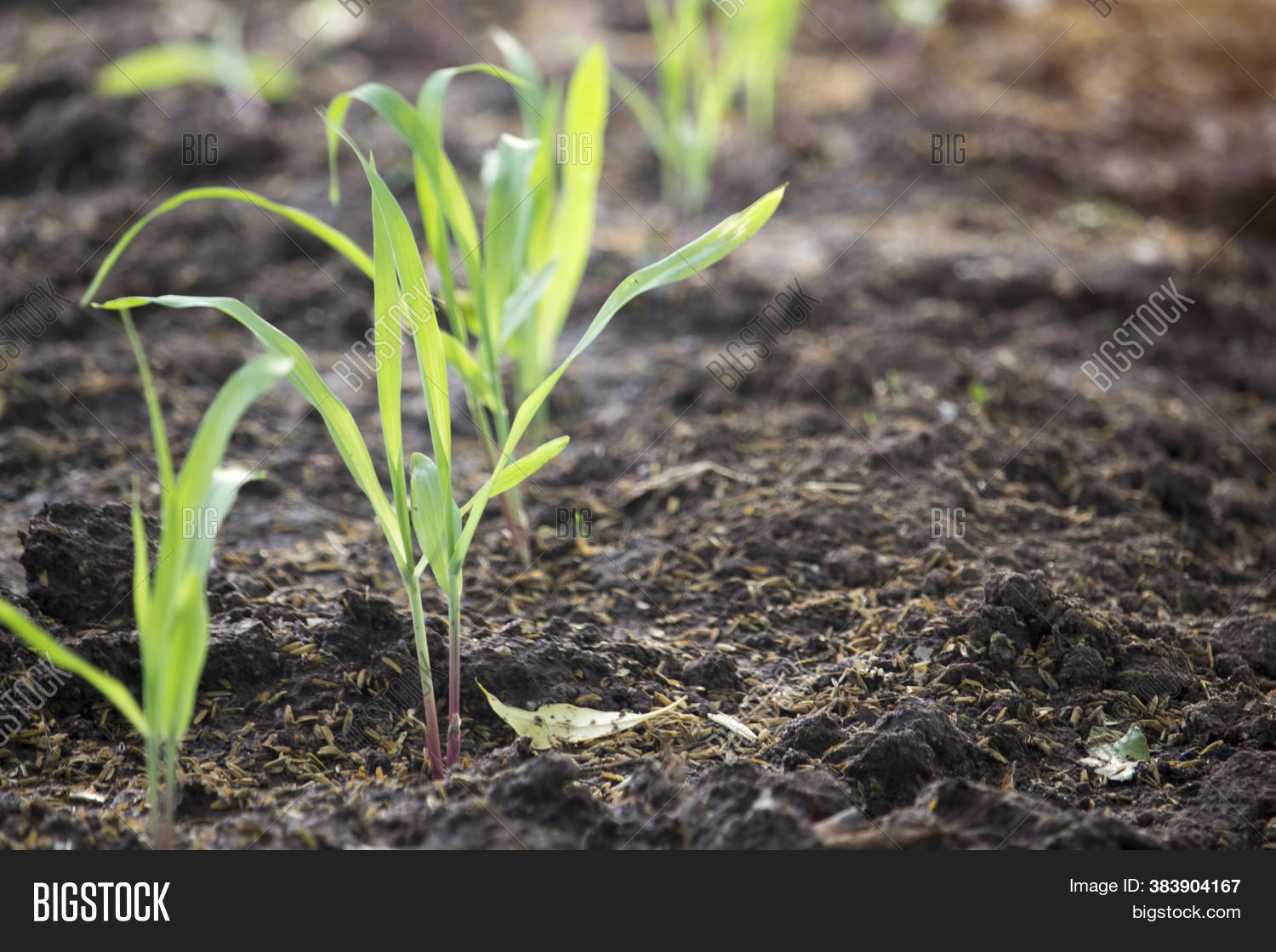 Corn Seedlings Growing Image & Photo (Free Trial) | Bigstock