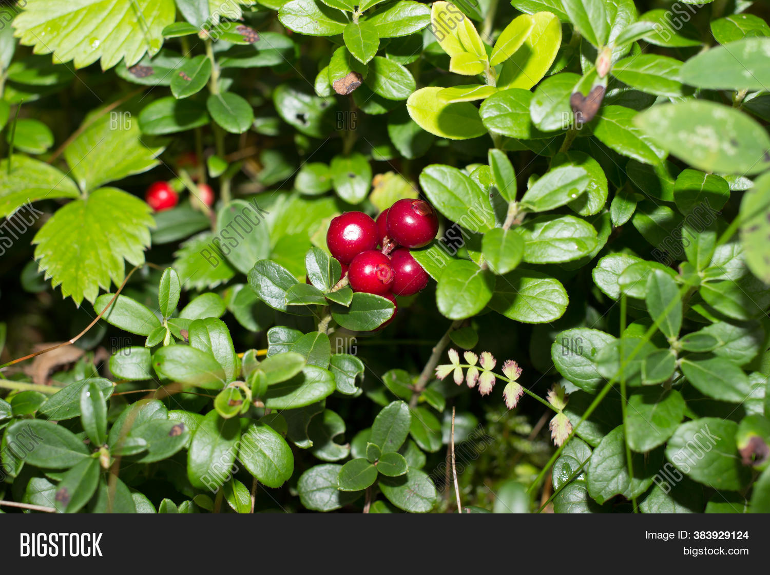 Image Wild Lingonberry Image & Photo (Free Trial) | Bigstock