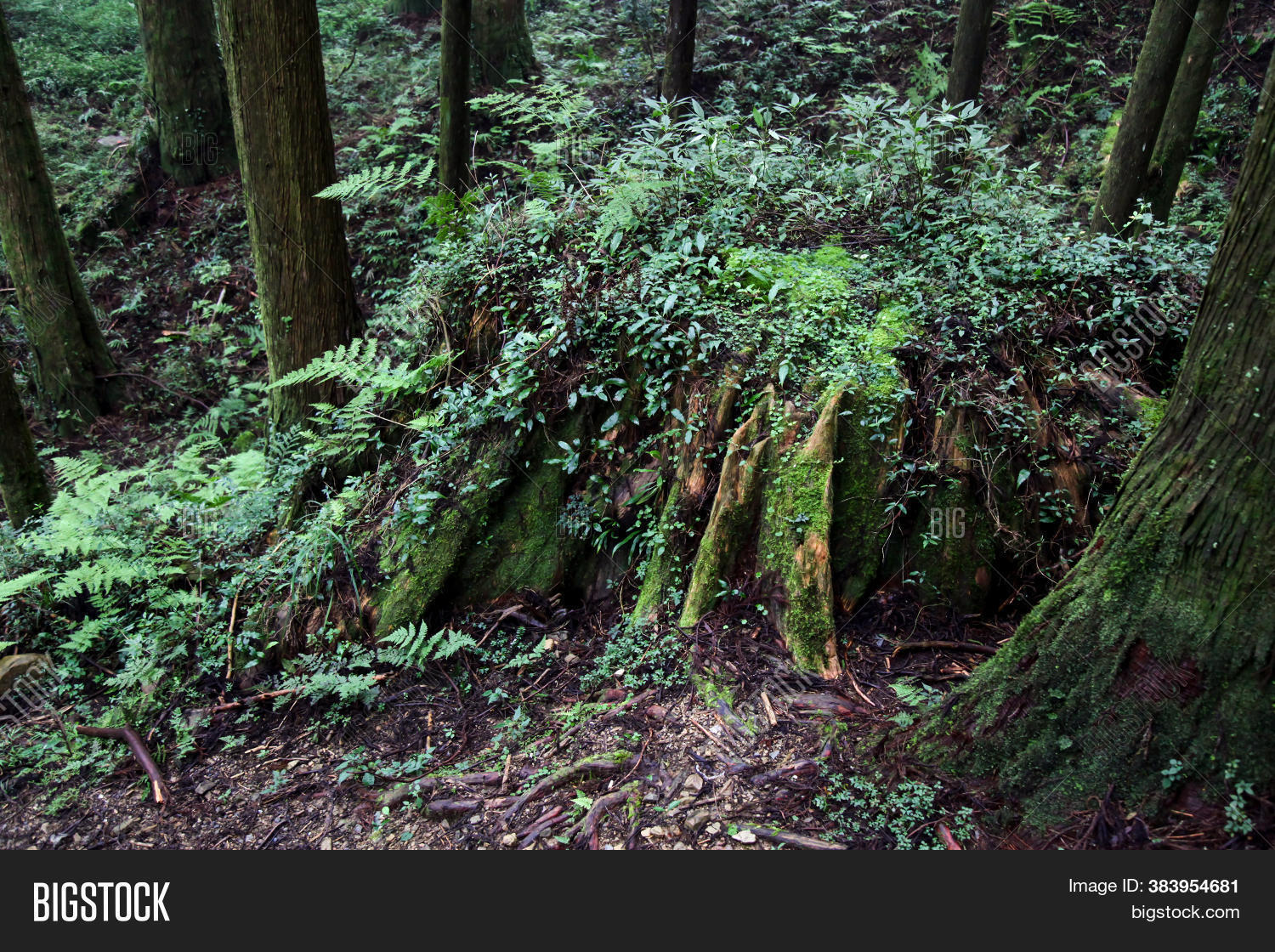 Old Root Big Tree Image & Photo (Free Trial) | Bigstock