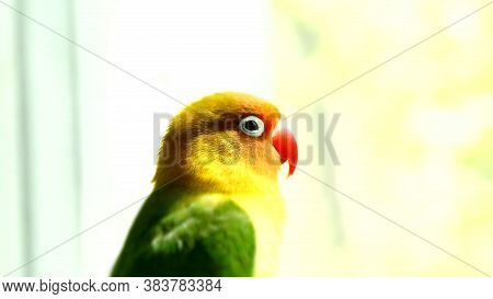 Beautiful Lovebird Red Image & Photo (Free Trial) | Bigstock