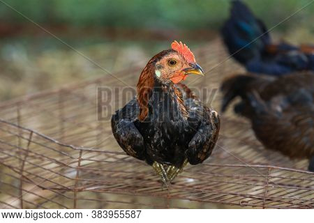 Baby Fighting Hen Sit Image & Photo (Free Trial) | Bigstock