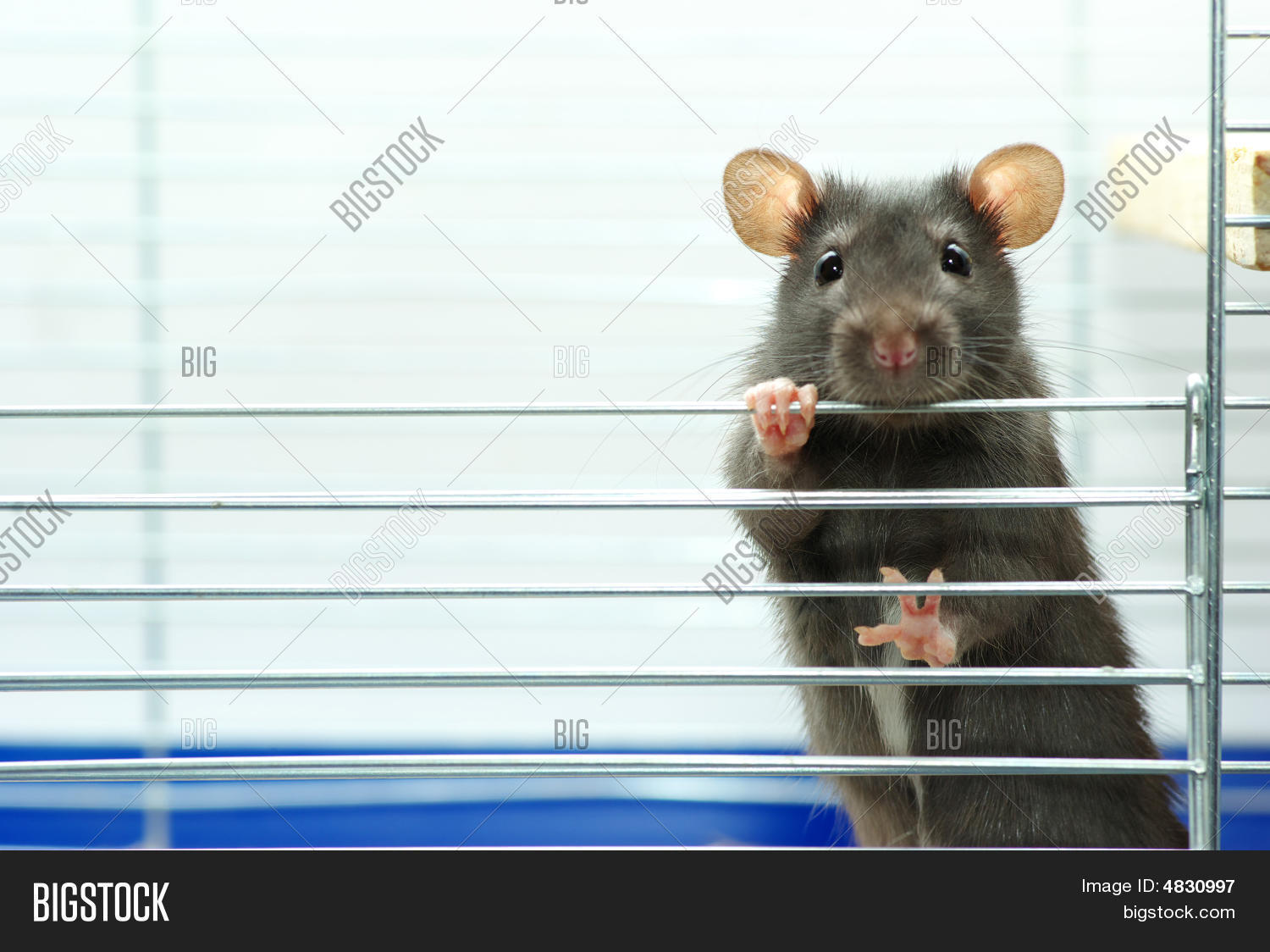 Rat Sitting Cage Image & Photo (Free Trial) | Bigstock