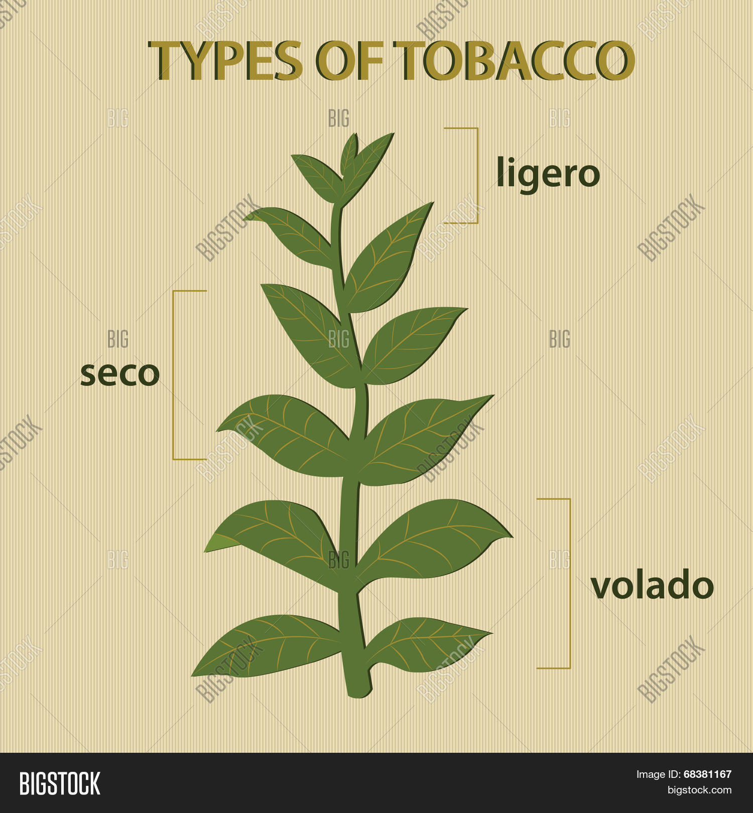 Types Tobacco Vector & Photo (Free Trial) | Bigstock
