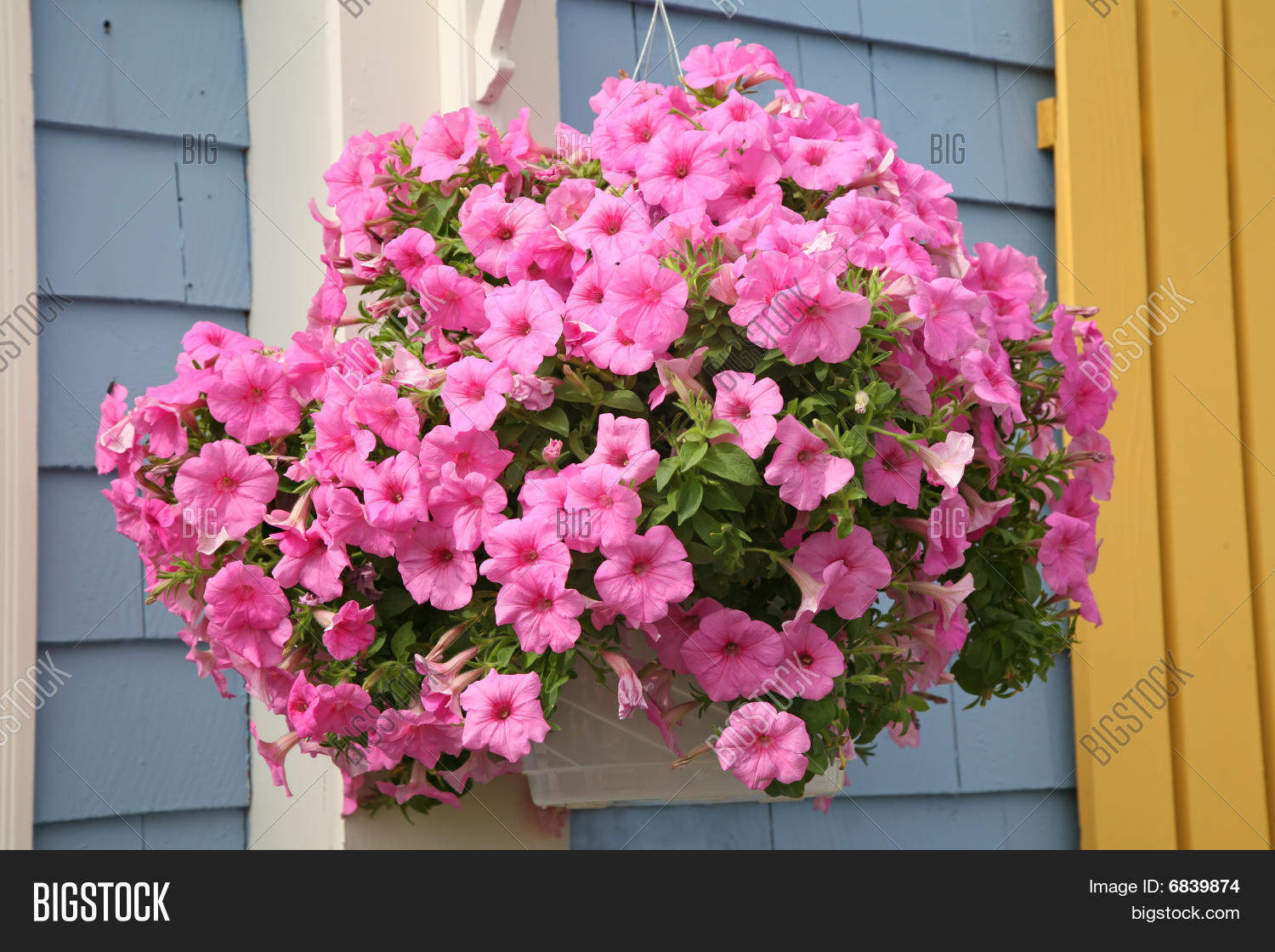 Petunia Hanging Basket Image & Photo (Free Trial) | Bigstock