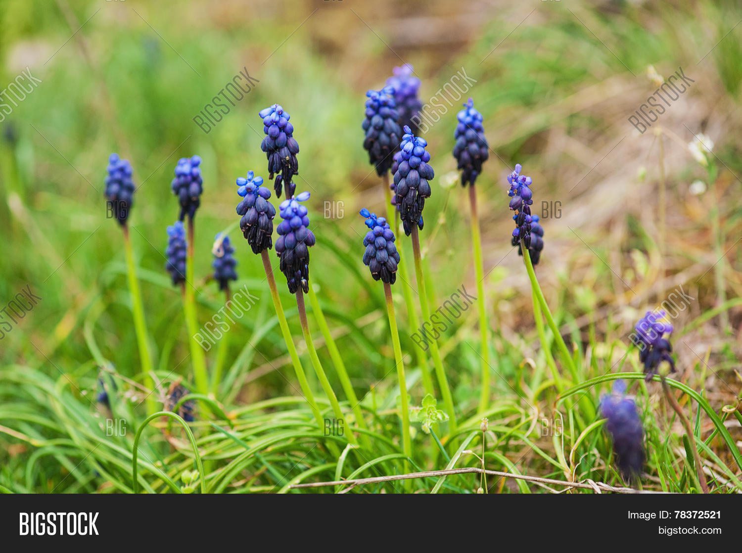 Muscari Neglectum Image & Photo (Free Trial) | Bigstock