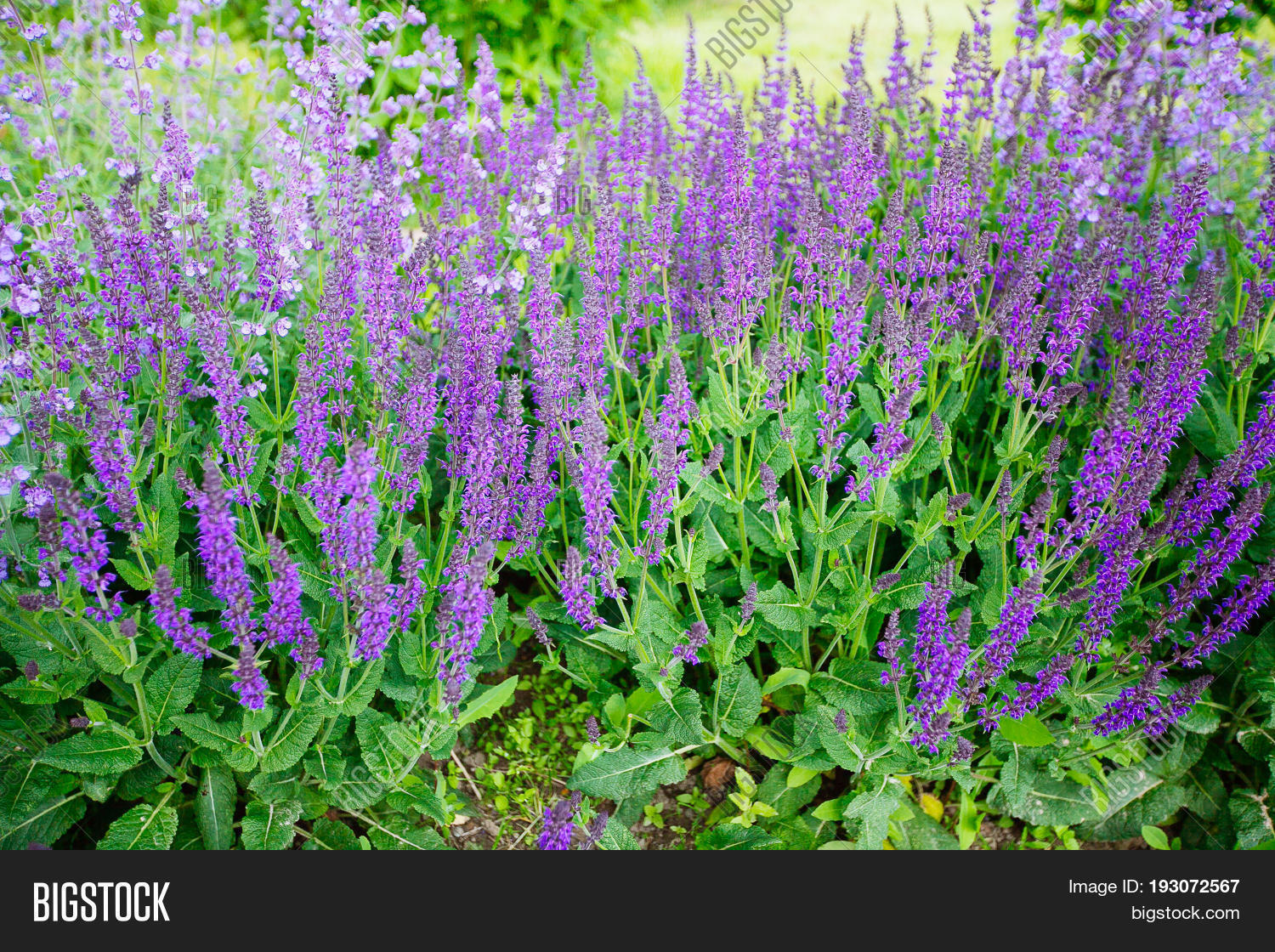 Blue Salvia (salvia Image & Photo (Free Trial) | Bigstock