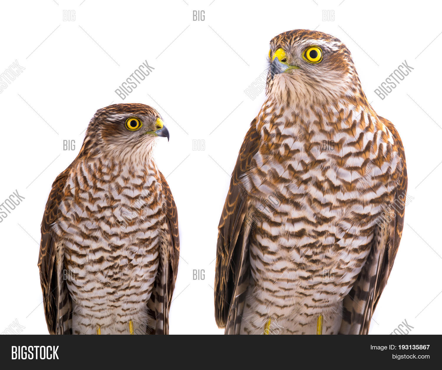 Two Falcon Isolated On Image & Photo (Free Trial) | Bigstock