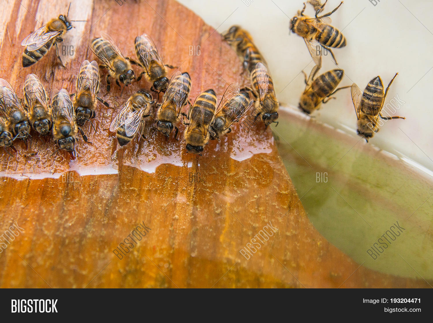 Bees Drinking Water Image & Photo (Free Trial) | Bigstock