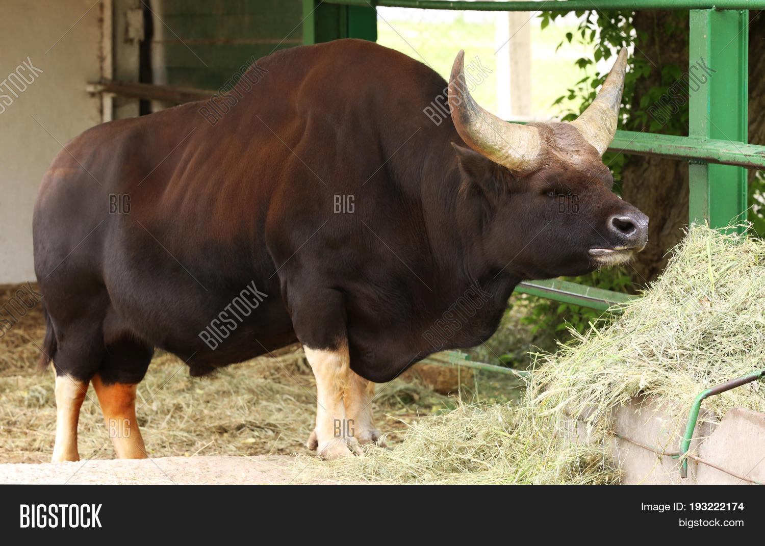 Big Asian Buffalo Image & Photo (Free Trial) | Bigstock