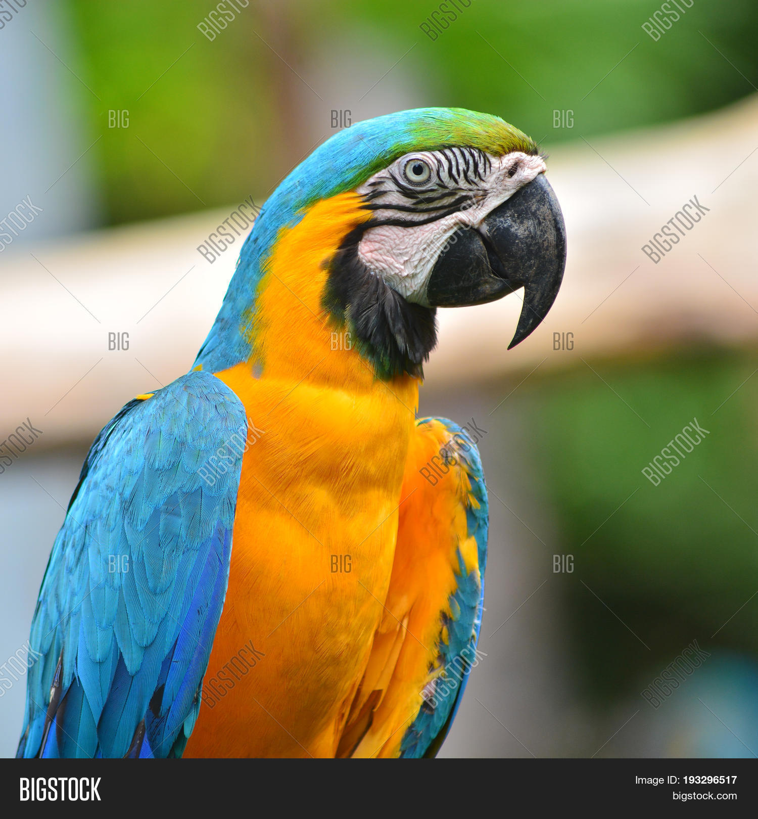 Blue Gold Macaw Parrot Image & Photo (Free Trial) | Bigstock