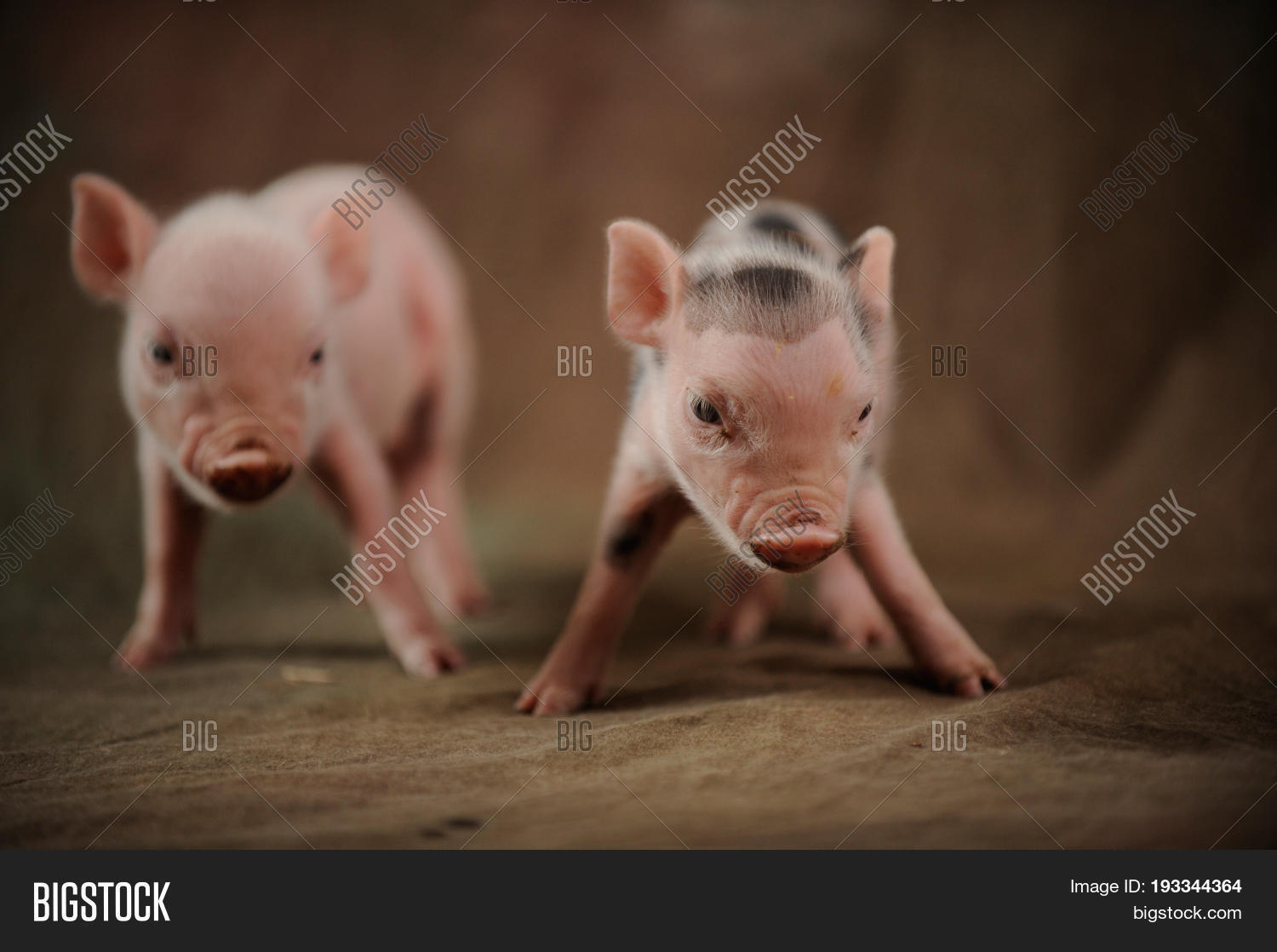 Two Little Piglets Image & Photo (Free Trial) | Bigstock