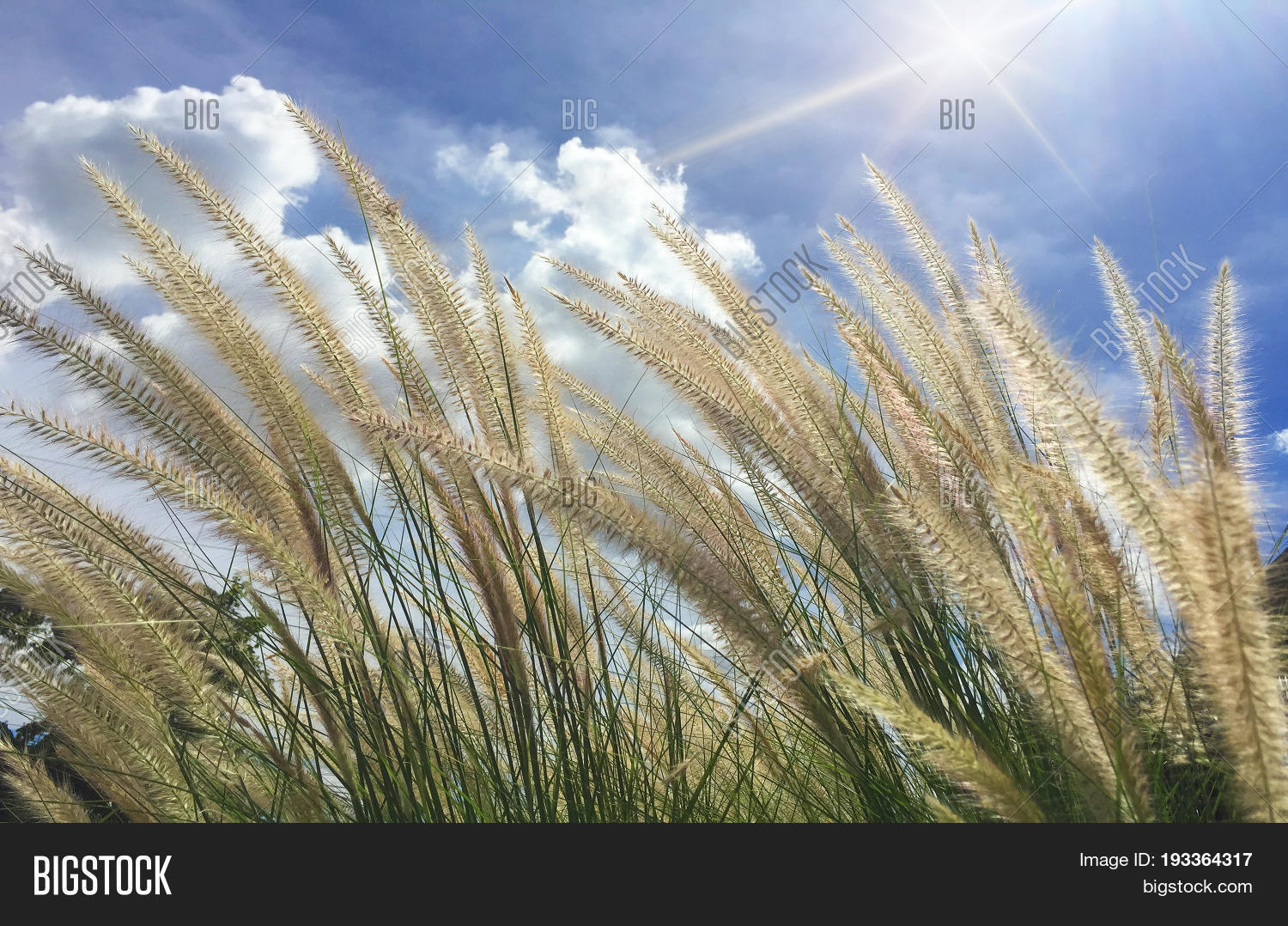 Beautiful Grass Flower Image & Photo (Free Trial) | Bigstock