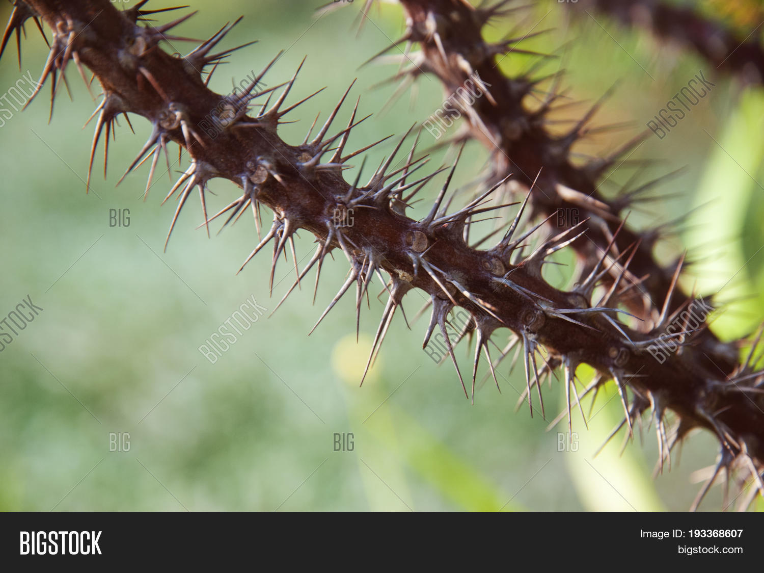 Sharp Thorns Blurred Image & Photo (Free Trial) | Bigstock