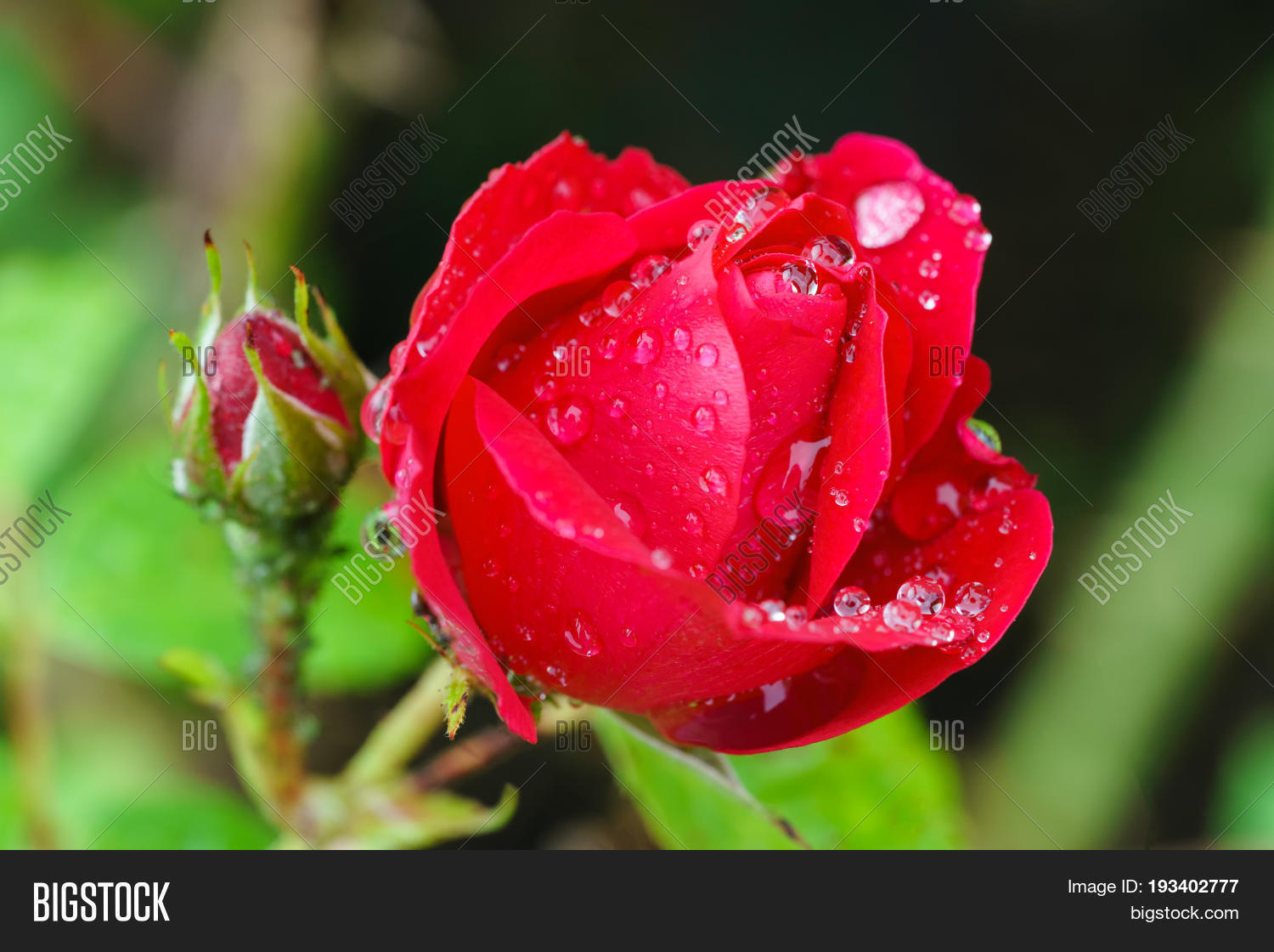 Closeup Red Rose Bud Image & Photo (Free Trial) | Bigstock