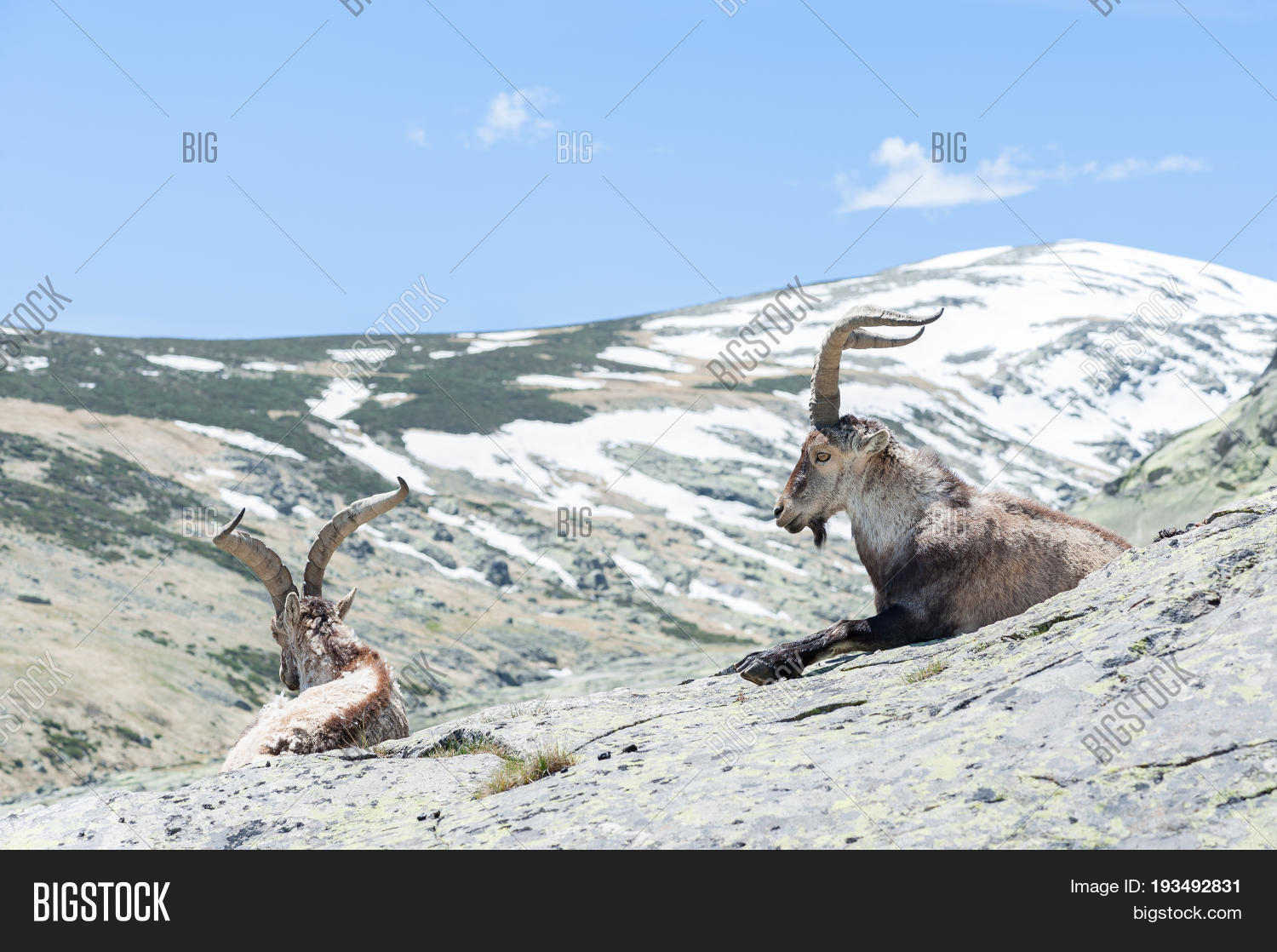 Goat Resting On Top Image & Photo (Free Trial) | Bigstock