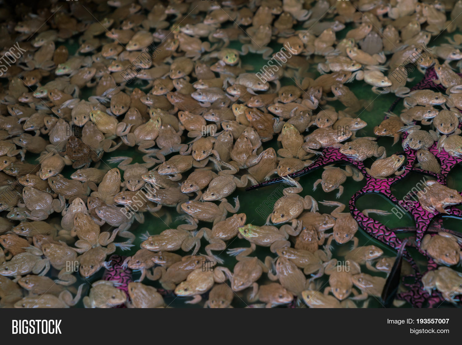 Many Frogs Found Pond Image & Photo (Free Trial) | Bigstock