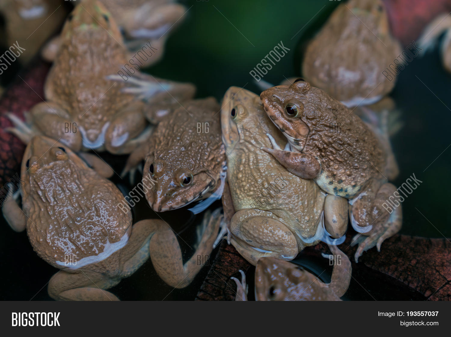 Animals Found In A Pond