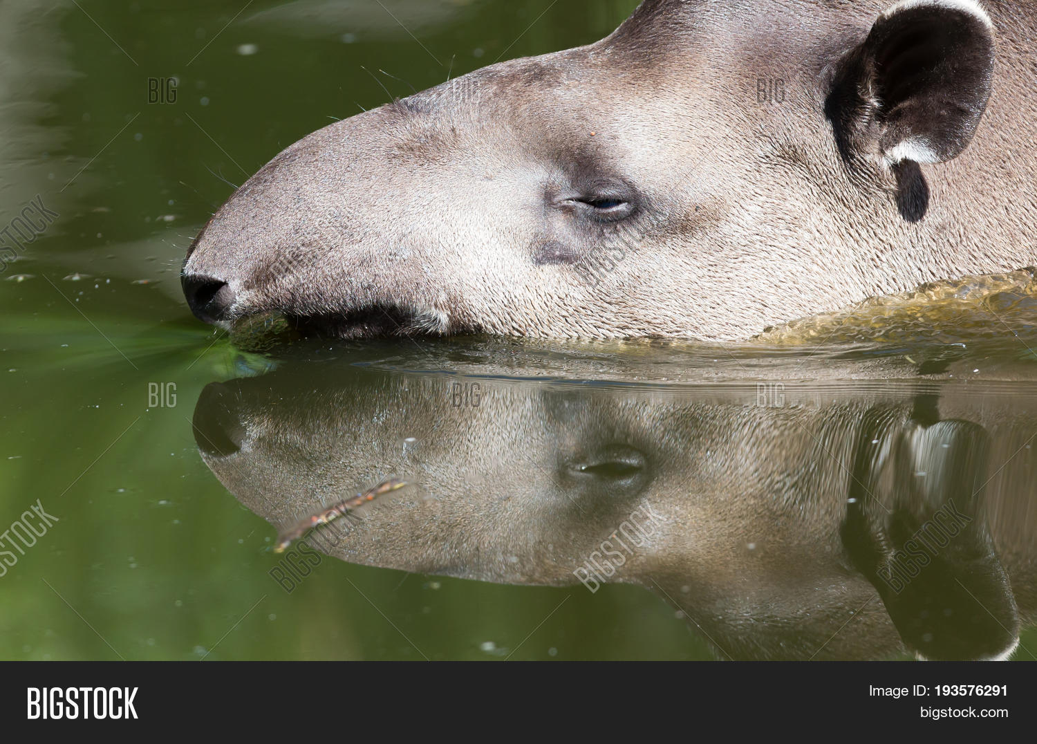 ภาพและภาพถ่าย (ทดลองใช้ฟรี) | Bigstock