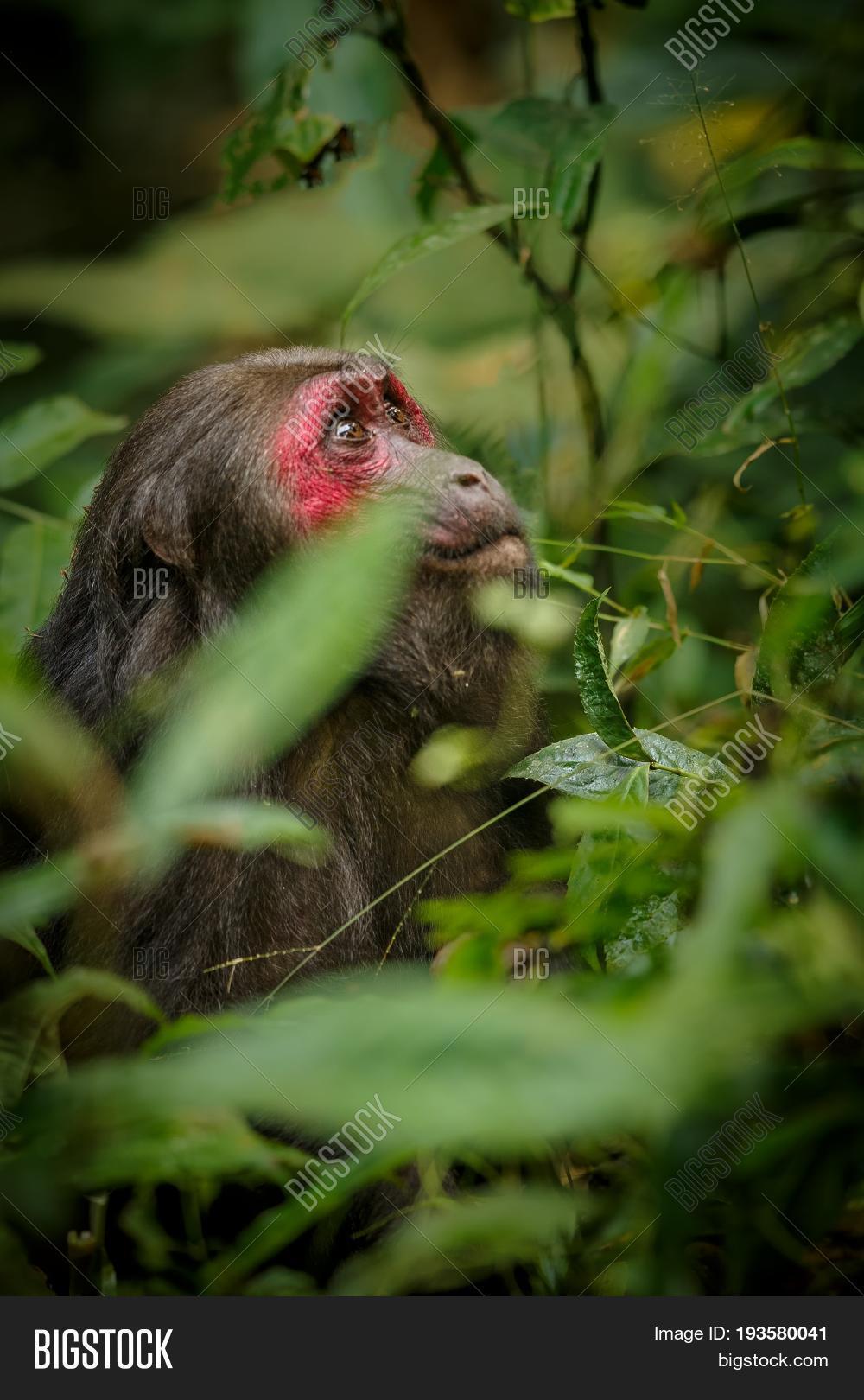 Stump-tailed Macaque Image & Photo (Free Trial) | Bigstock