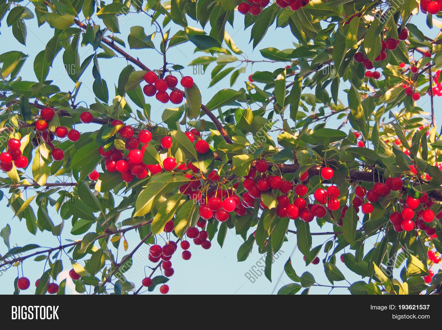 Cherry On Tree Image & Photo (Free Trial) | Bigstock