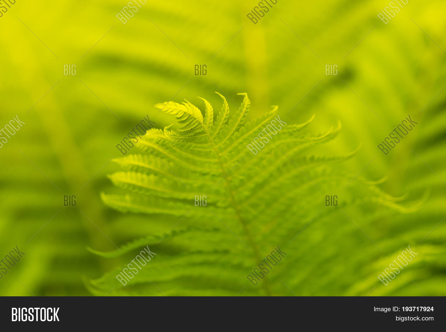 Fern Close- Sunlight. Image & Photo (Free Trial) | Bigstock
