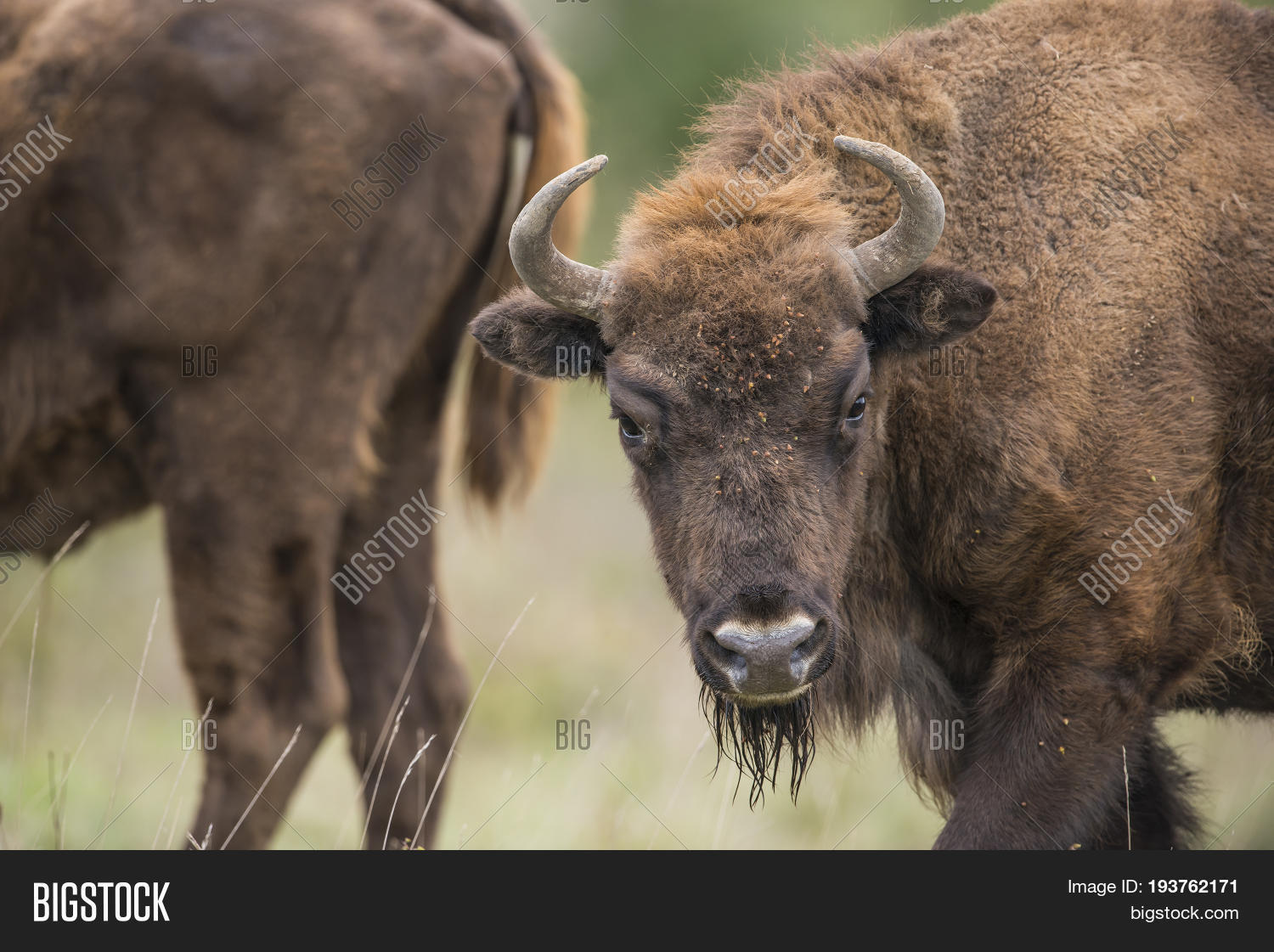 Bison Bonasus - Image & Photo (Free Trial) | Bigstock