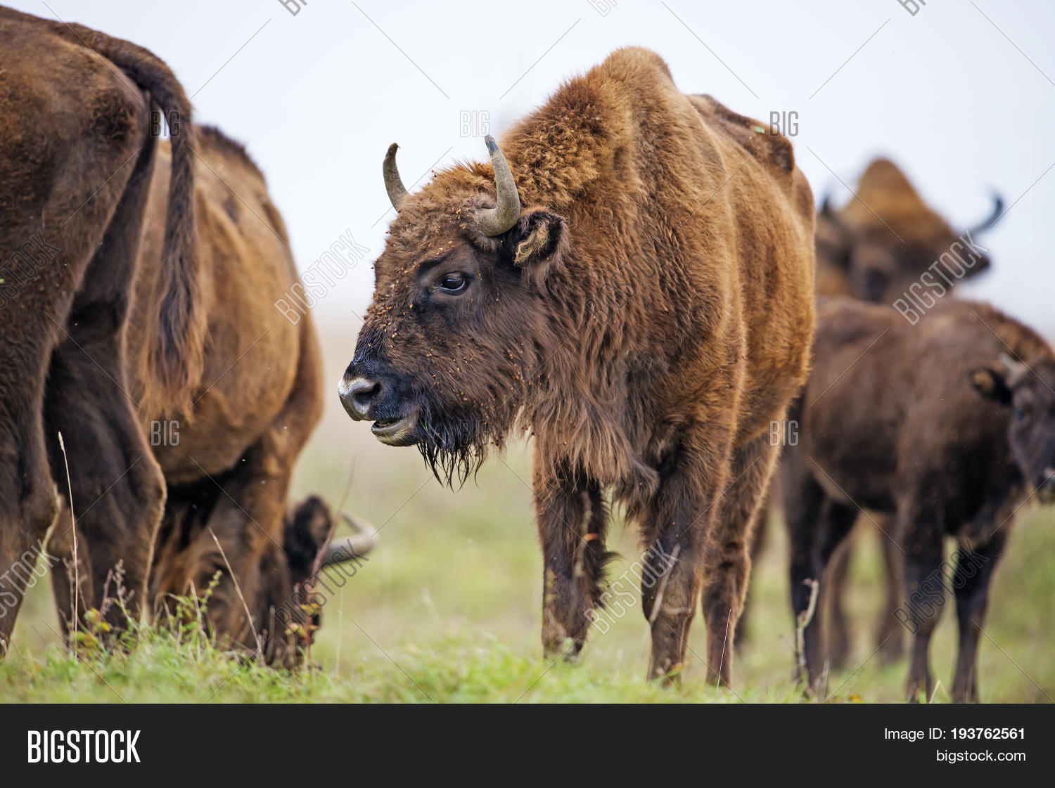 Bison Bonasus - Image & Photo (Free Trial) | Bigstock