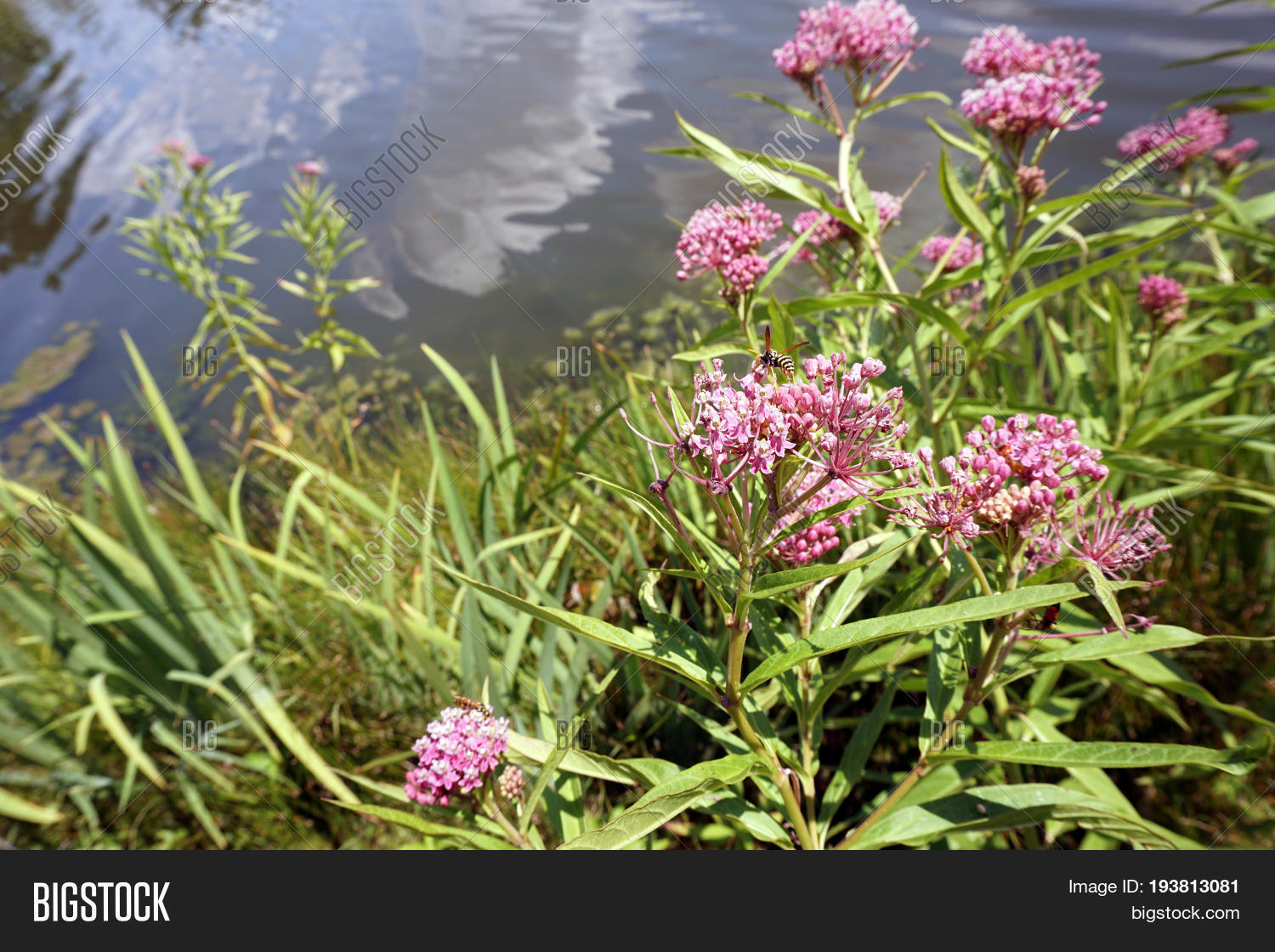 Wasp Visits Swamp Image & Photo (Free Trial) | Bigstock