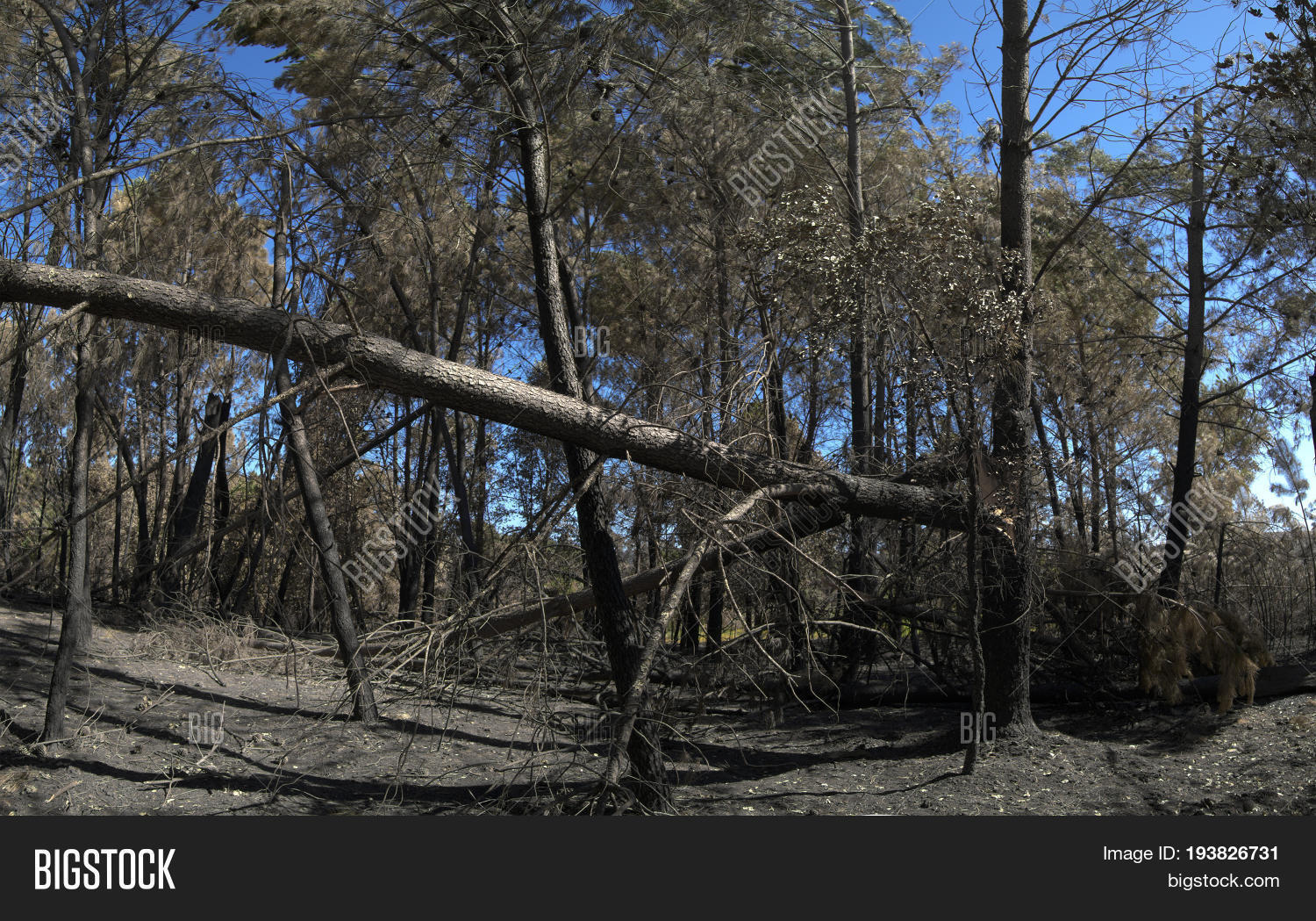 Fully Grown Pine Trees Image & Photo (Free Trial) | Bigstock