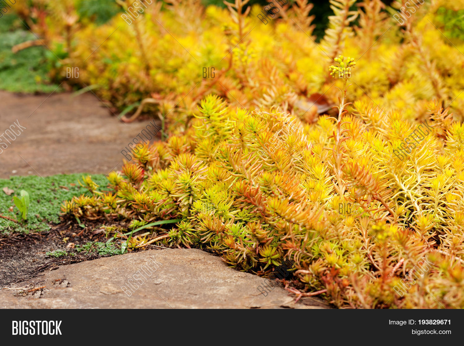 Creeping Garden Plant Image & Photo (Free Trial) | Bigstock