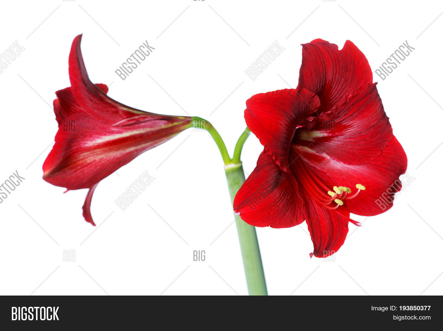 Red Amaryllis Isolated Image & Photo (Free Trial) | Bigstock